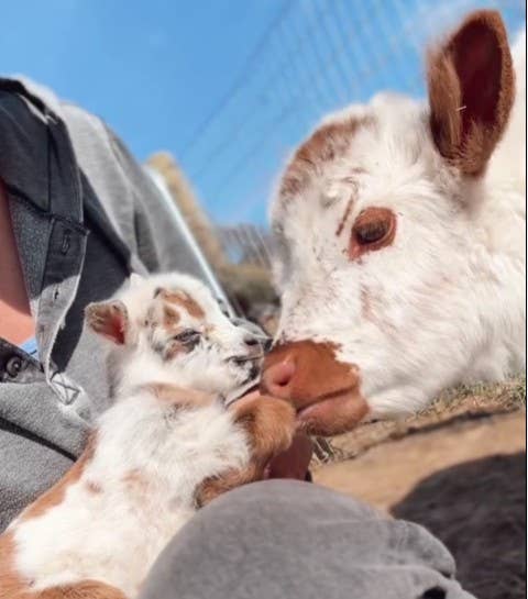 Tiny Baby Goat Has Cutest Hops of Excitement During First Time in 'Big ...