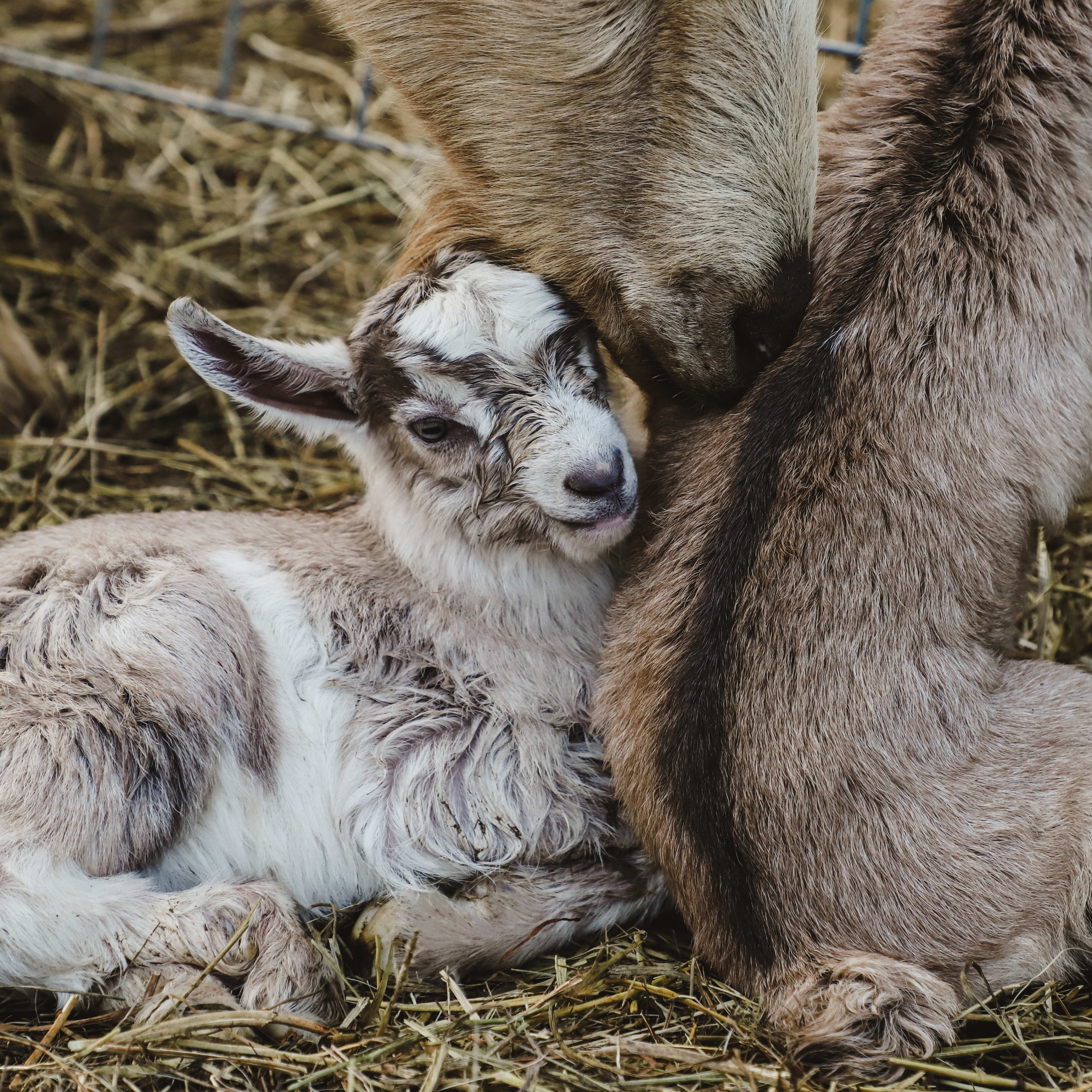 Clever Goat Rides to Breakfast on Tortoise's Back and Everyone is ...