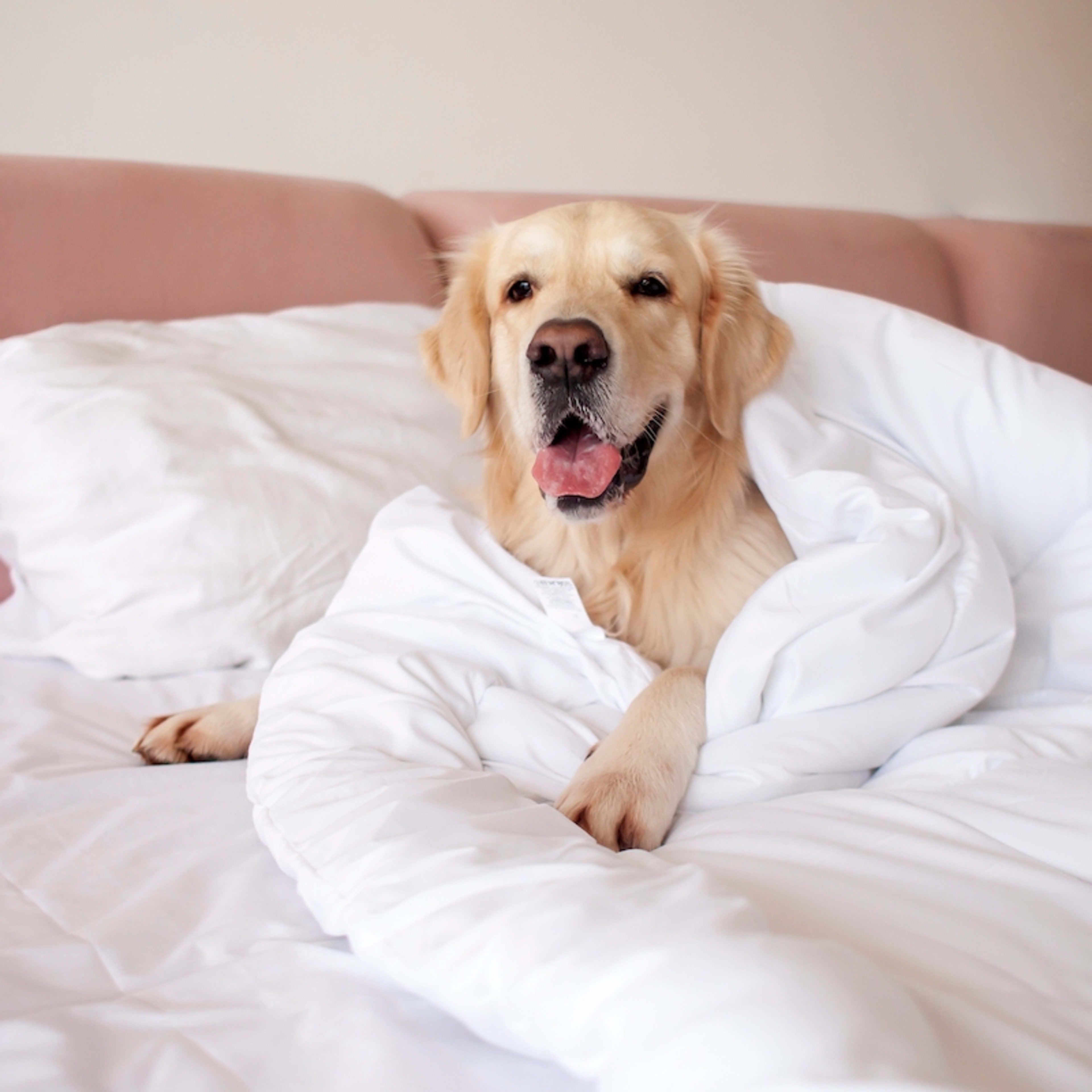 Nosy Golden Retriever's Adorable Tantrum Over Sleeping Guests Is the ...