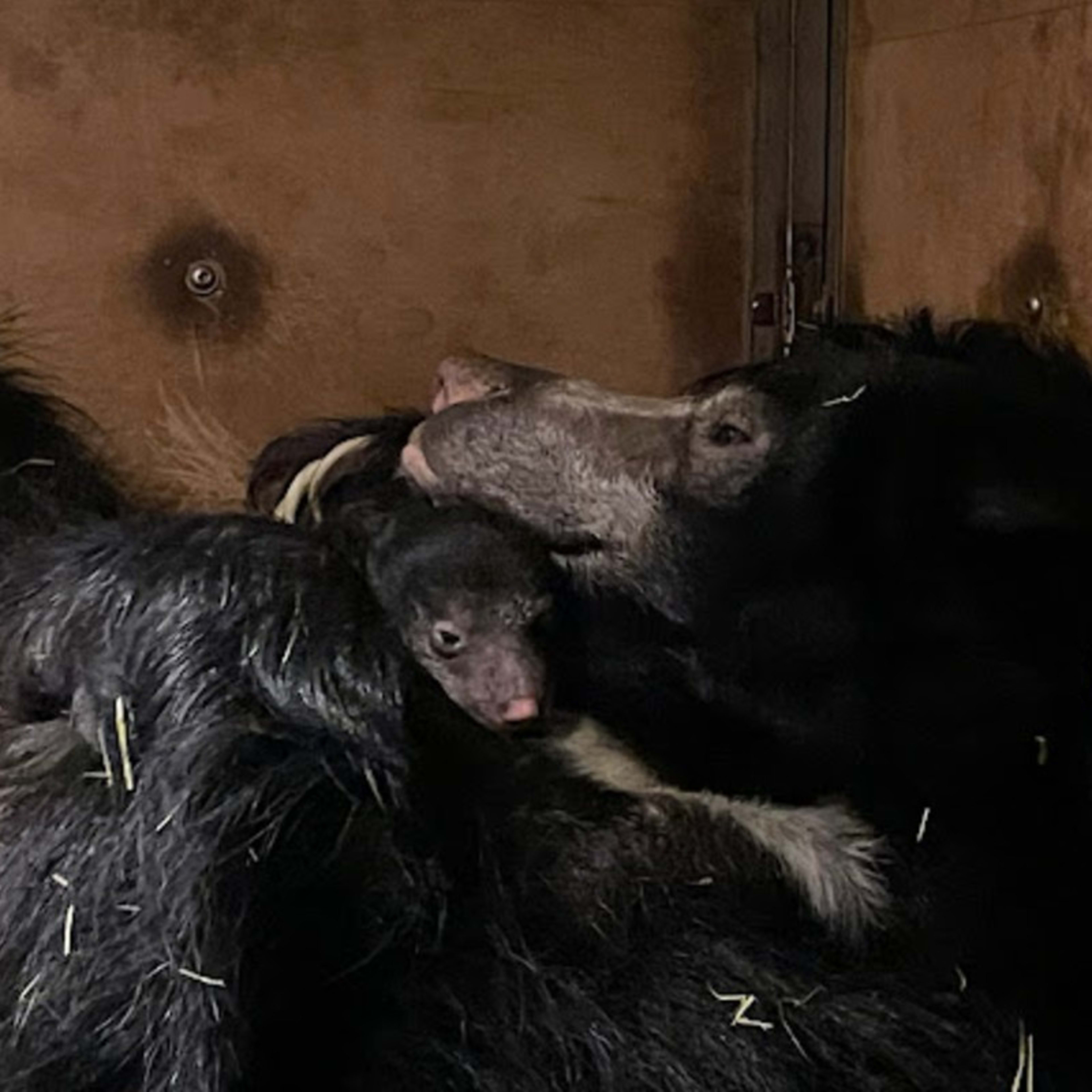 Two Rare Sloth Bear Cubs Are Born at the Smithsonian's National Zoo ...