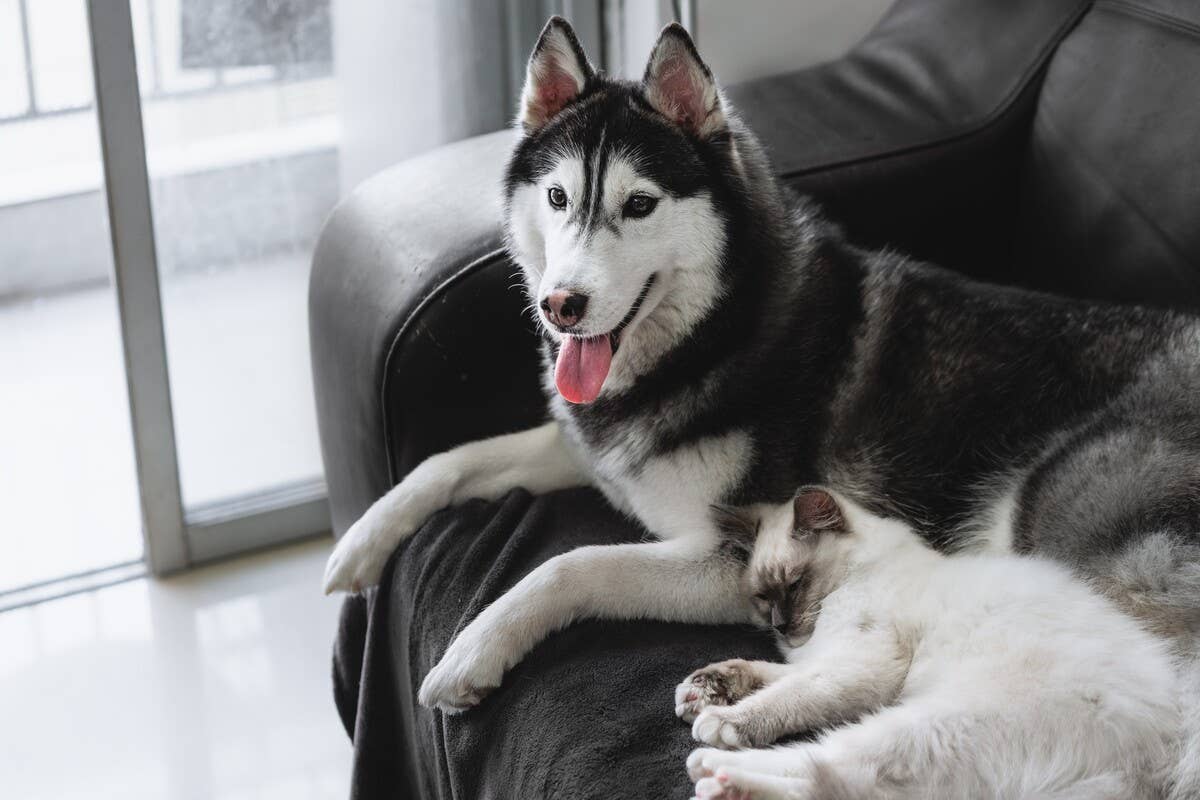 Husky Takes Over Kitten’s Tiny Bed and Total Cuteness Ensues - PetHelpful