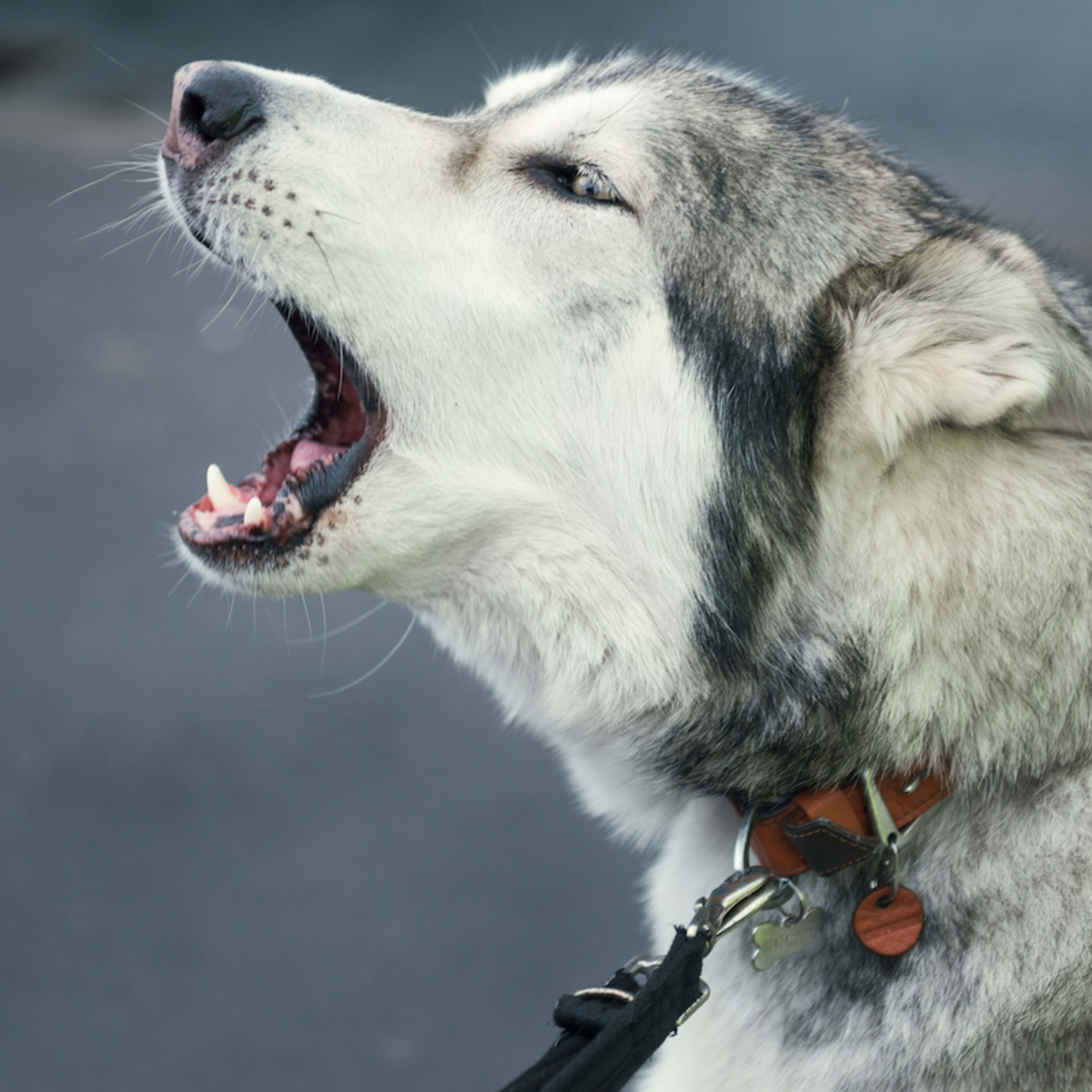 Giant Husky Sweetly Encourages Scared Kitten in Heartwarming Video ...