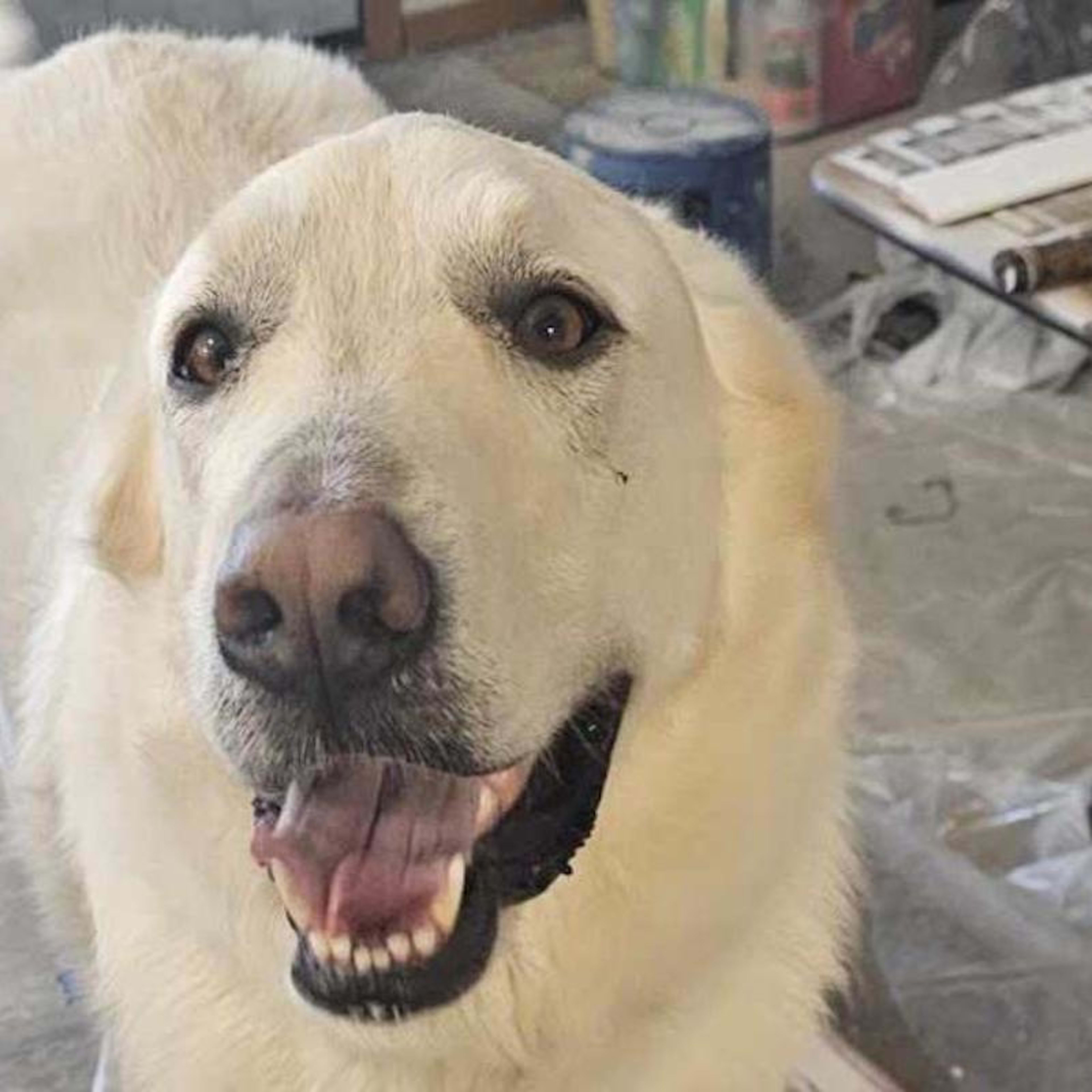 Great Pyrenees Mix Puppy Perfects ‘Down’ Command with the Most Side ...