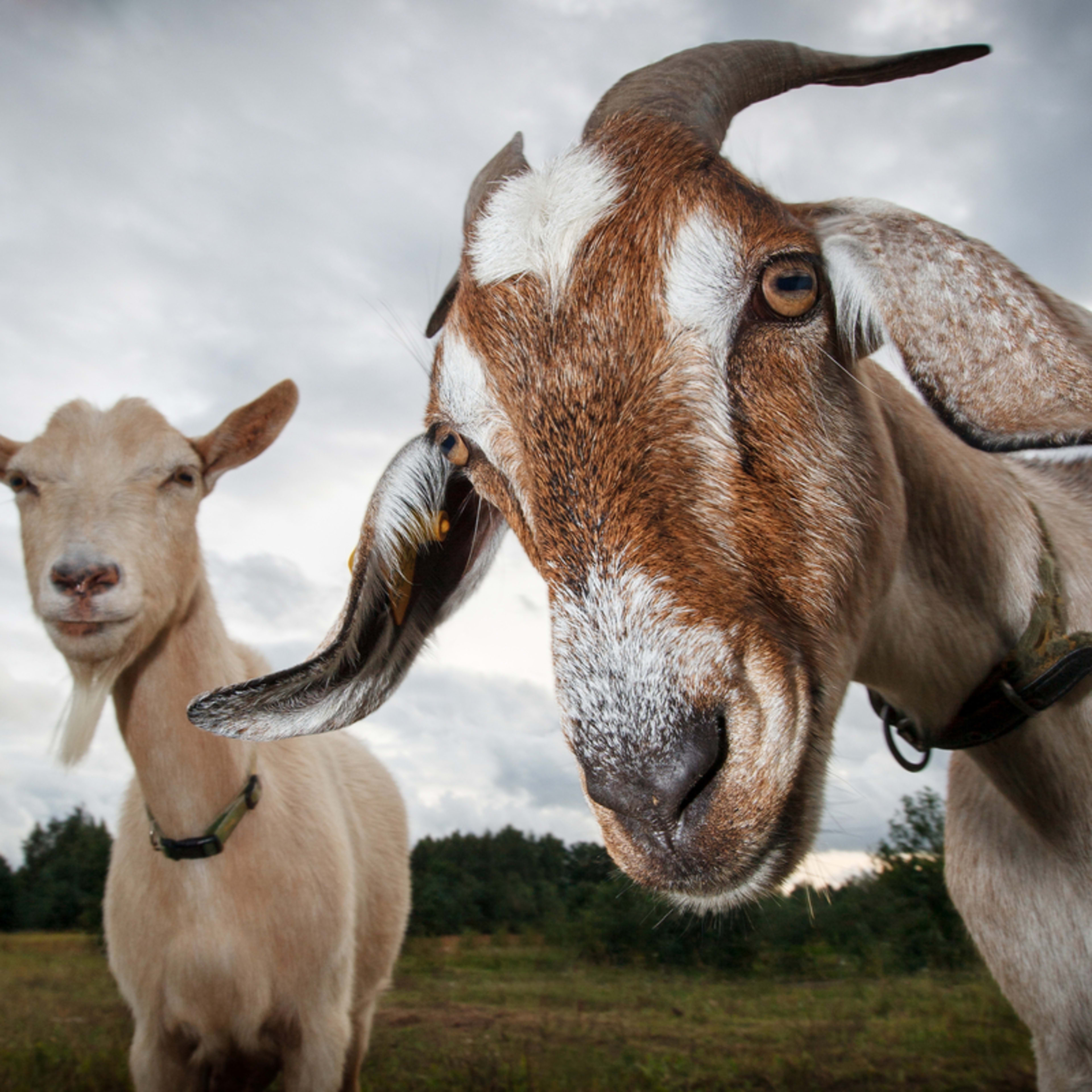Dwarf Goats 'Dancing' to Thriller Is the Instant Mood Boost We All Need ...