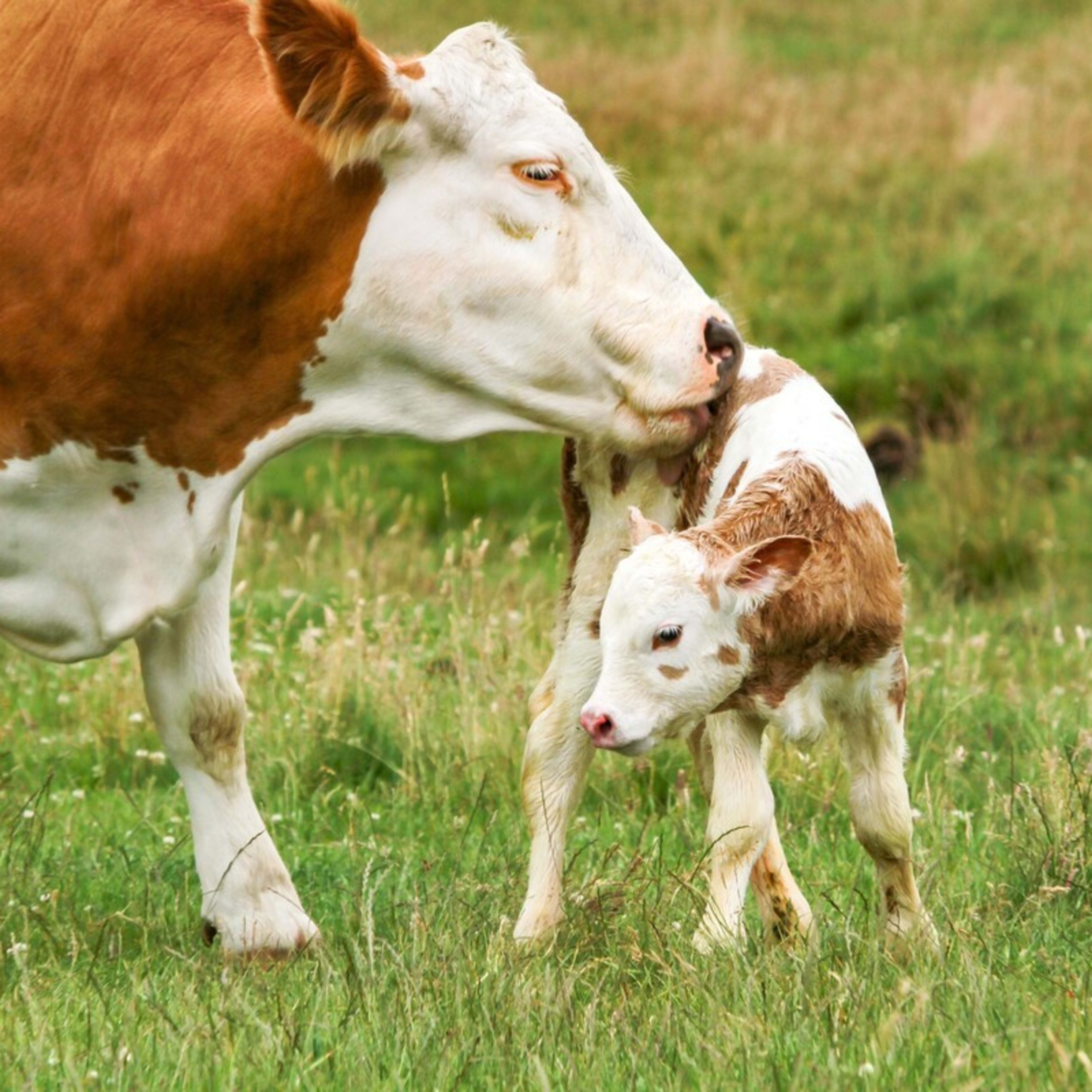 Precious Moment Baby Cow 'Finds His Moo' Will Instantly Melt Your Heart ...