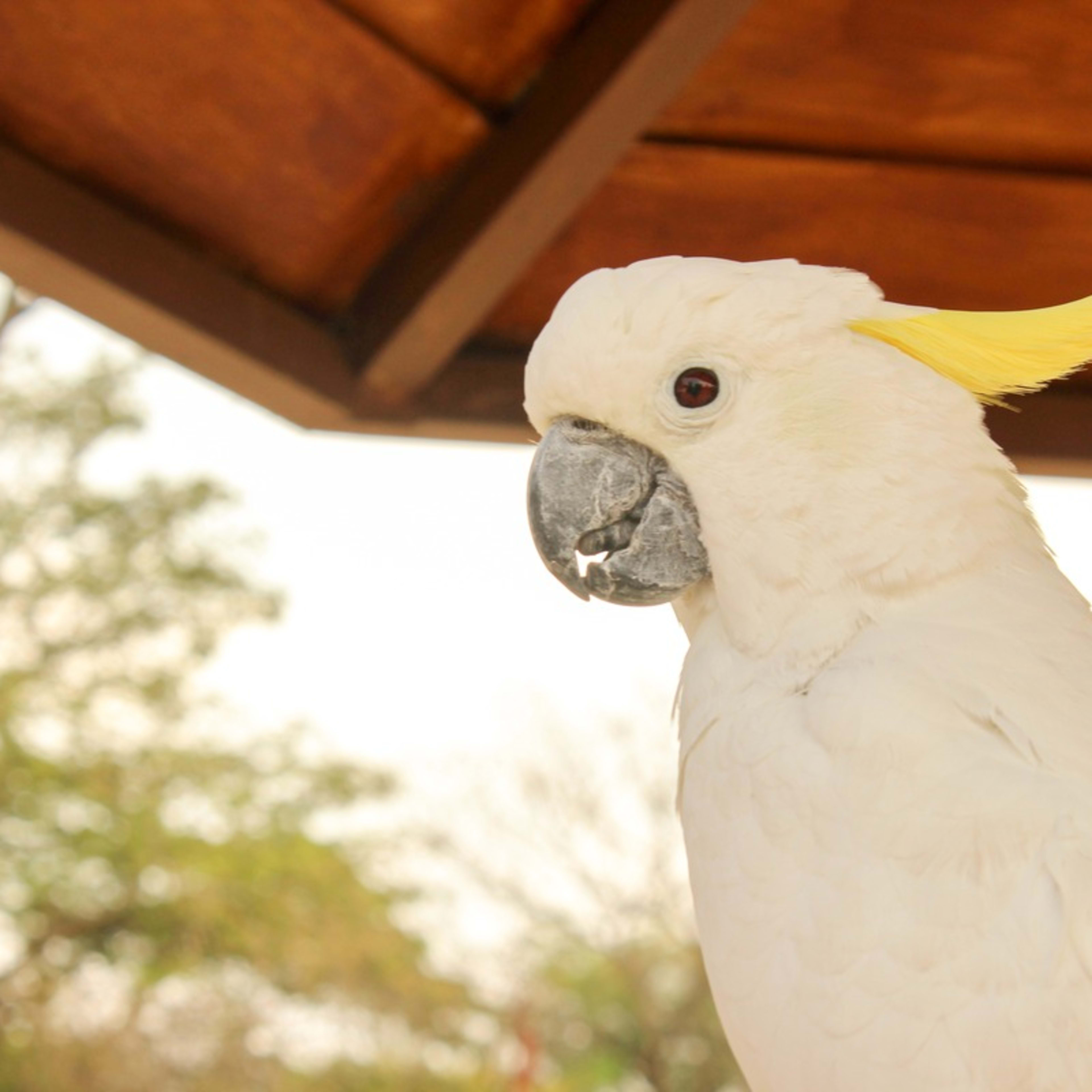 Cockatoo Playing Fetch With New Puppy Is So Cute We Can’t Handle It ...