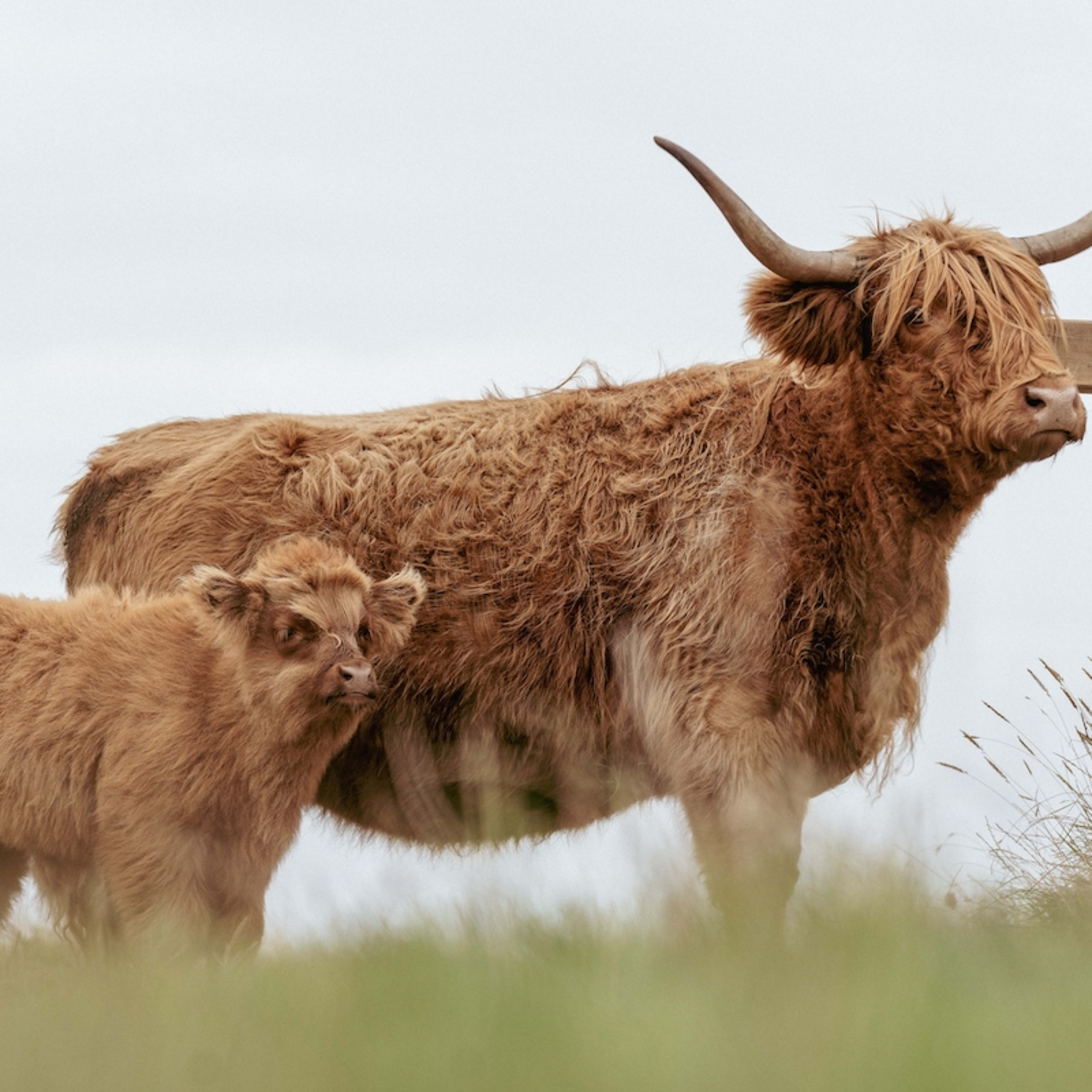 Highland Cow Calf Ready to ‘Take On’ a Curious Rooster Is Delighting ...