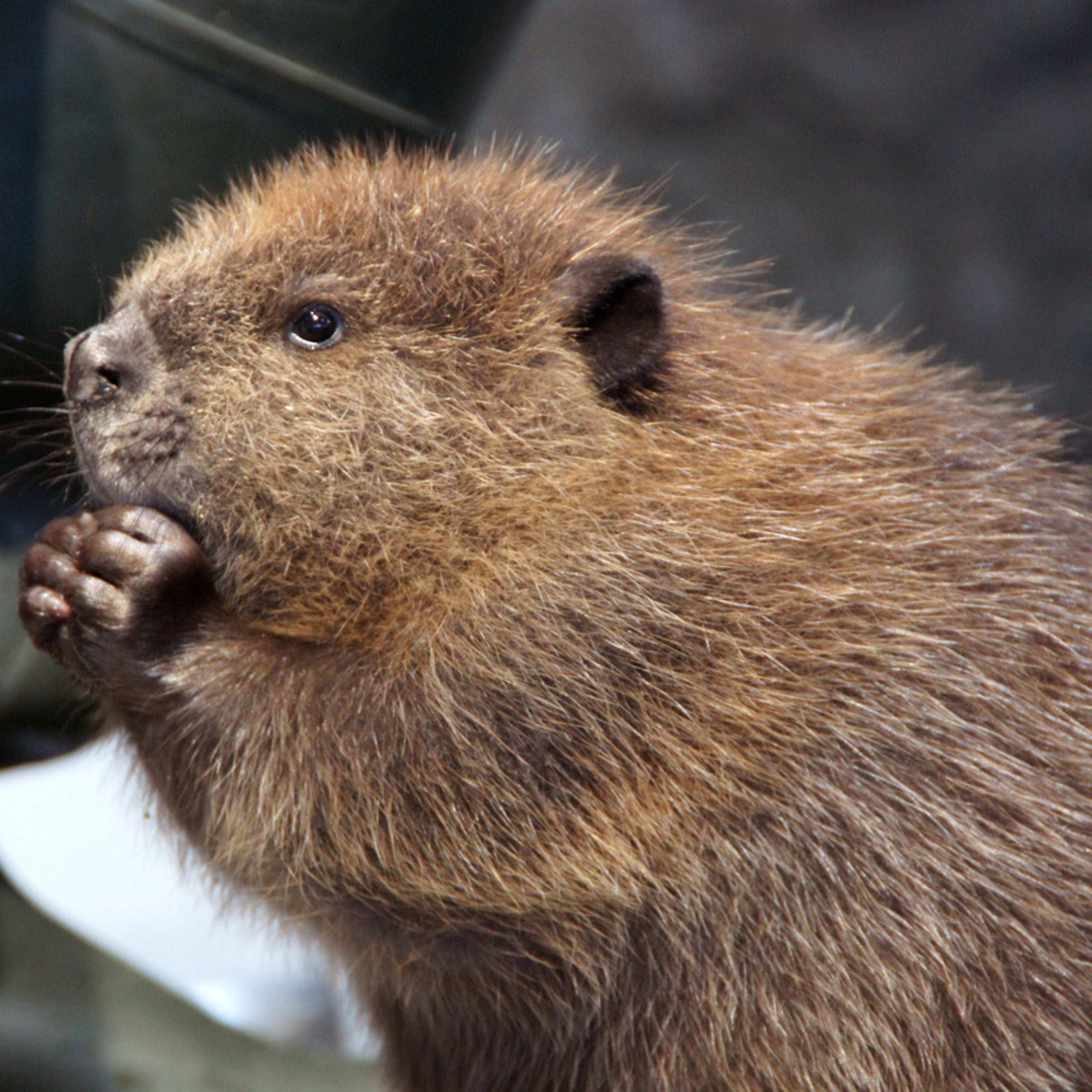 Baby Beaver Found Alone After Home Seemingly Washed Away Is Touching Hearts - PetHelpful