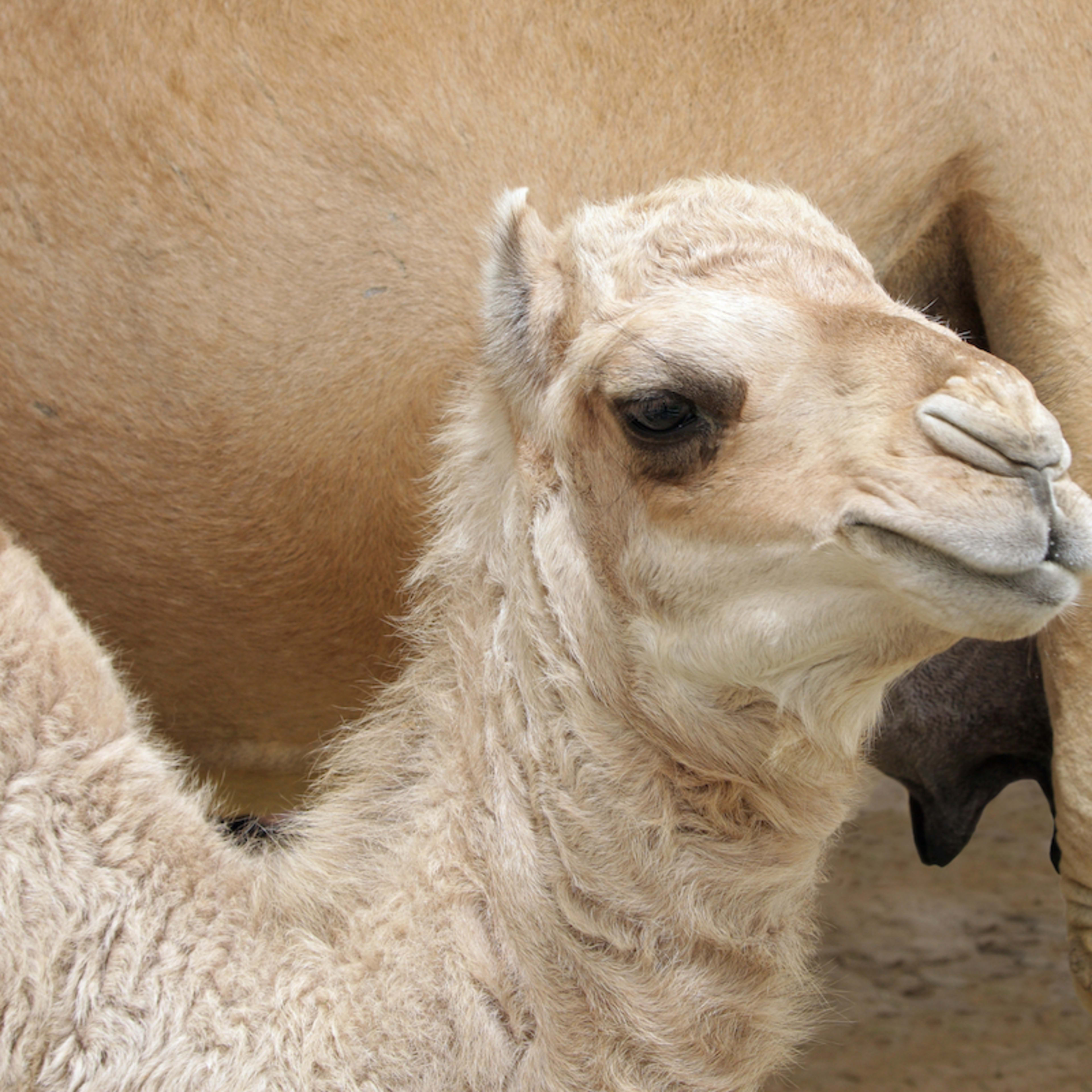 Unique Way Camels Walk Up Hills Has People Doing a Double Take - PetHelpful