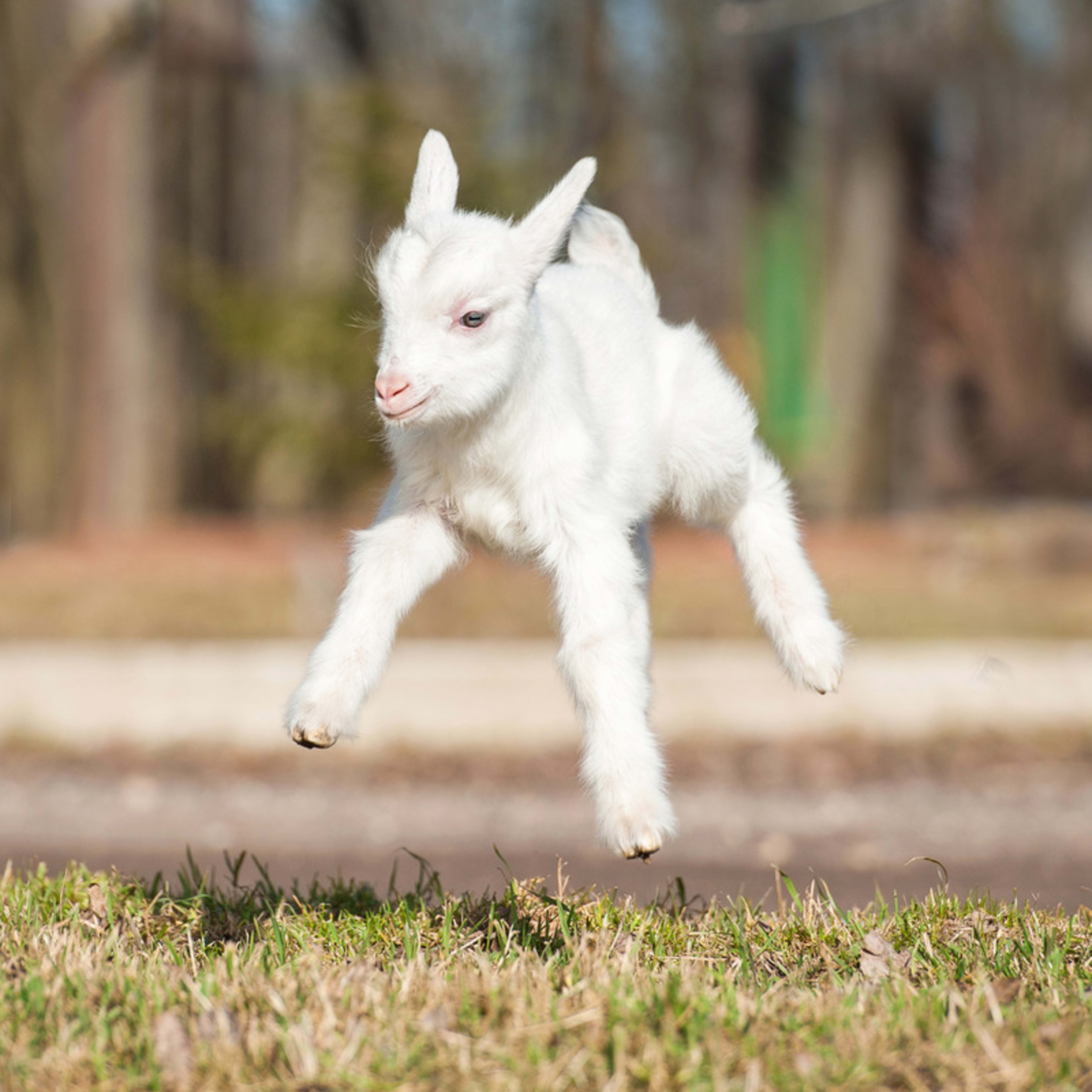 Video of Baby Goats 'Screaming' Like Human Kids Is Music To Everybody's ...