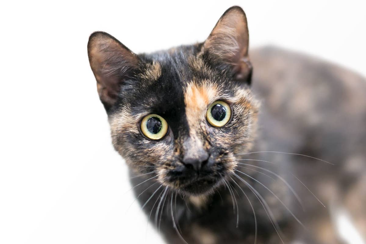 6-Week-Old Kitten's Emotional Transformation After 'Giving Up on Life ...
