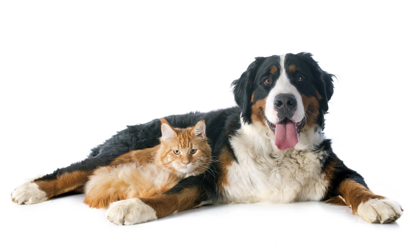 Bernese Mountain Dog ‘Lick Mauling’ New Kitten Has Everybody in Love ...