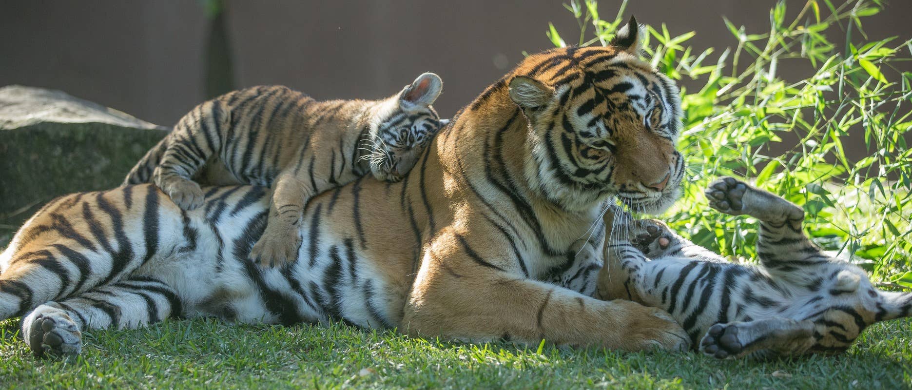 Relaxed Pet Tiger Gets a Ride on the Kayak and Enjoys Every Second ...