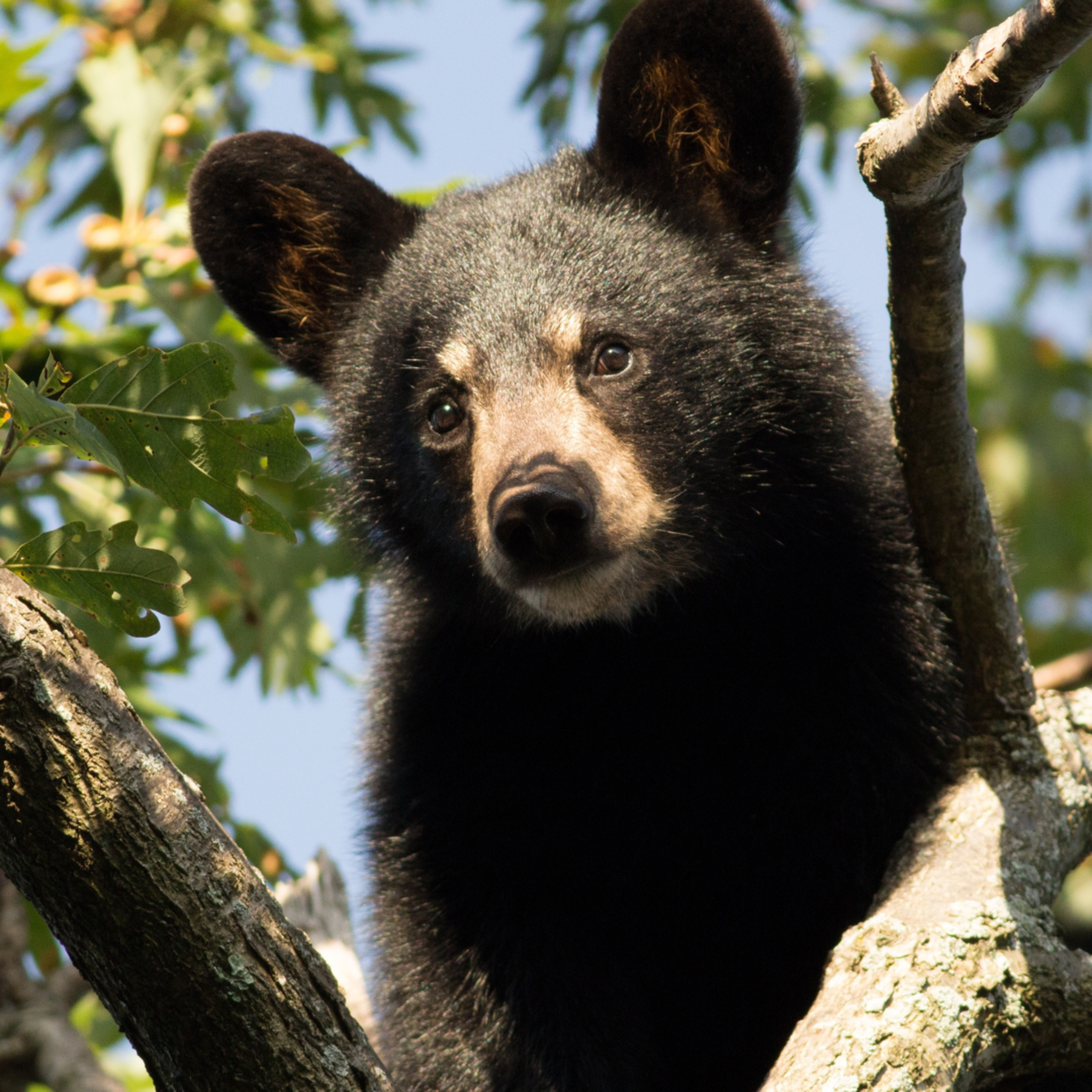 3 Baby Bears Play Like Toddlers in a Wrestling Ring and We Can’t Look ...