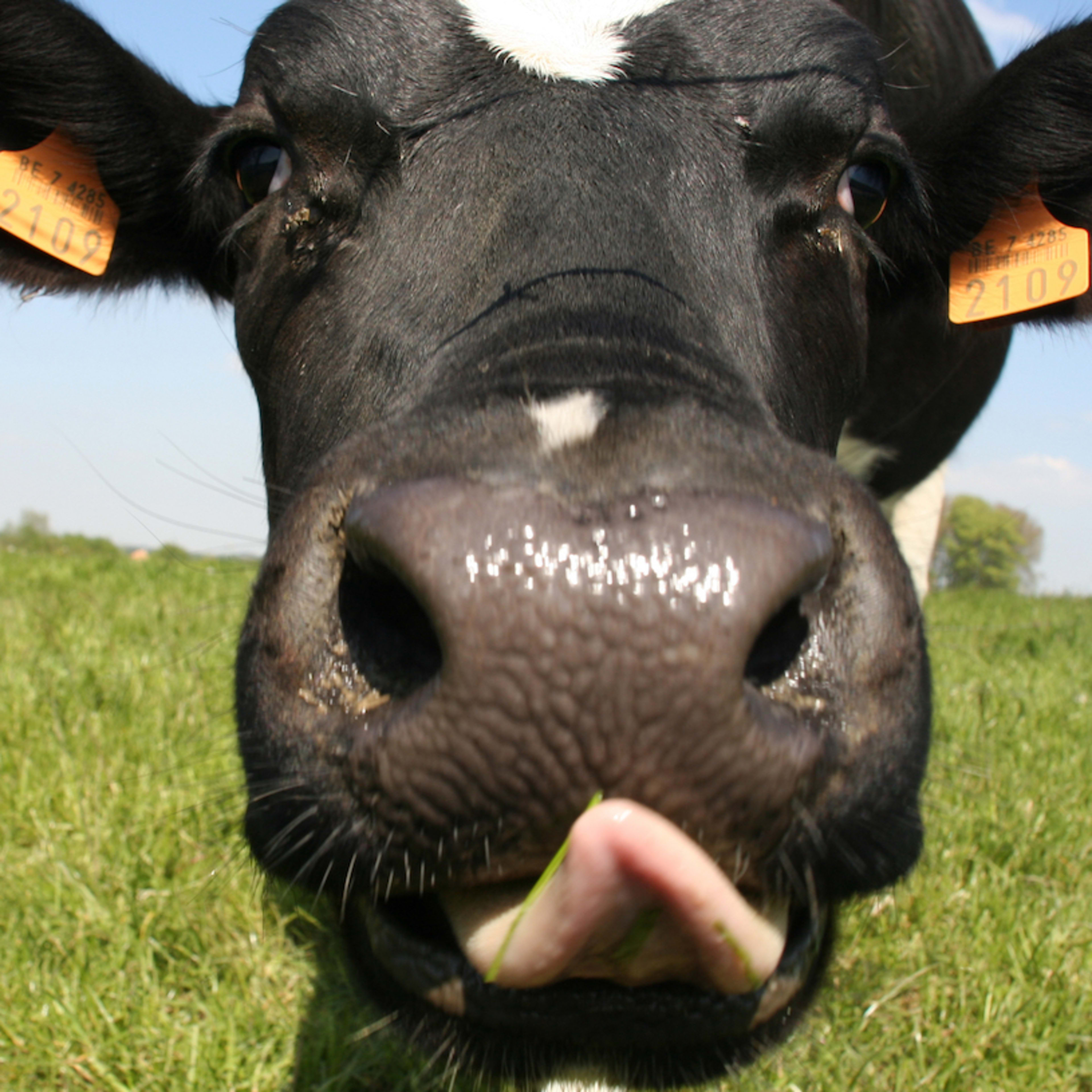 Curious Cavalier King Charles Spaniel Puppy Getting Cow Kisses and ...
