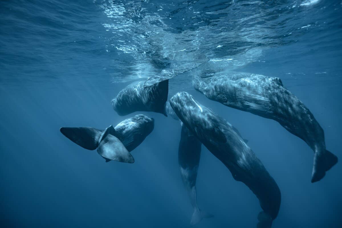 Heroic Rescue of 60 Whales About To Be Beached in Northern Iceland Has ...