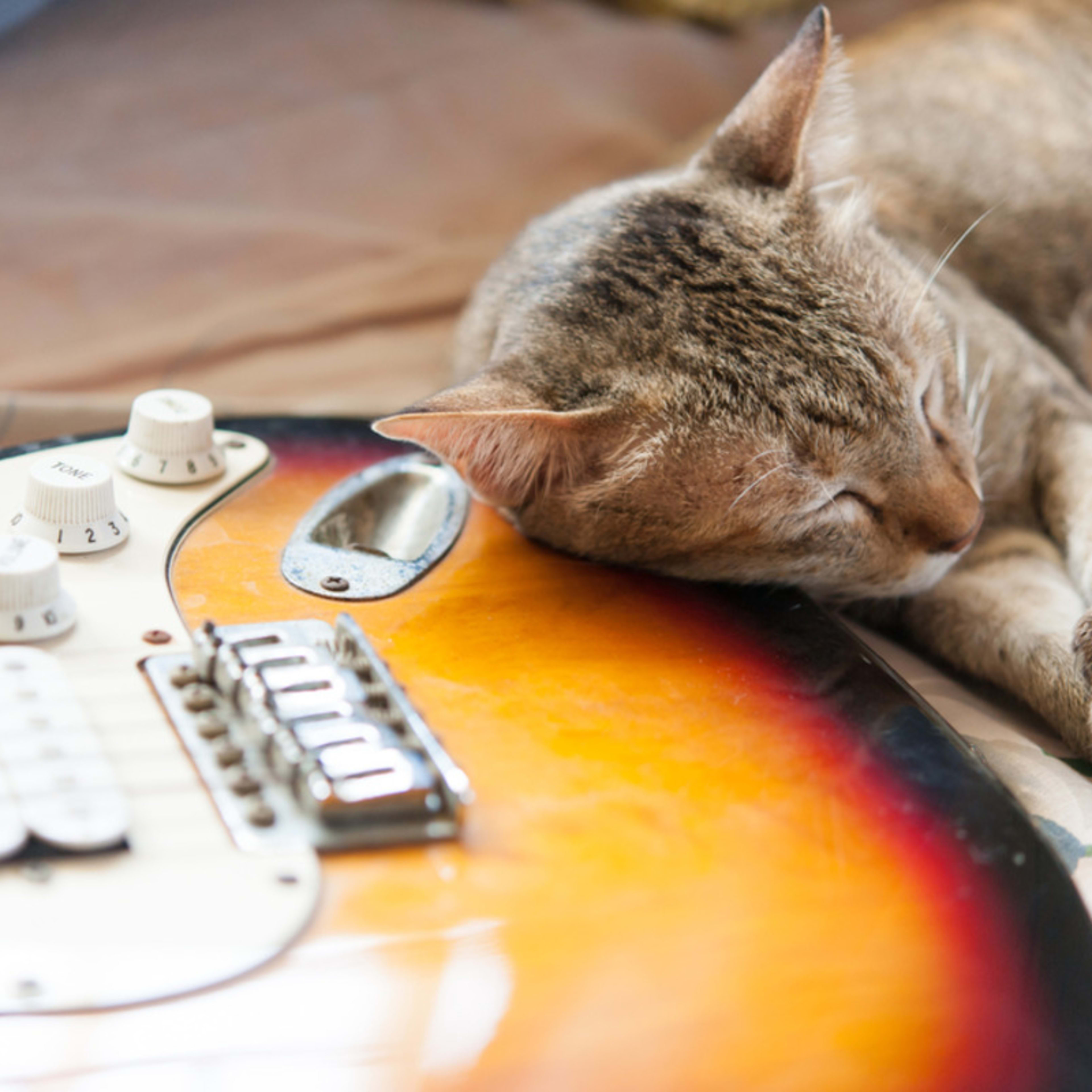 Fearless Kitten Naps in the Funniest Place and It’s Giving People ...