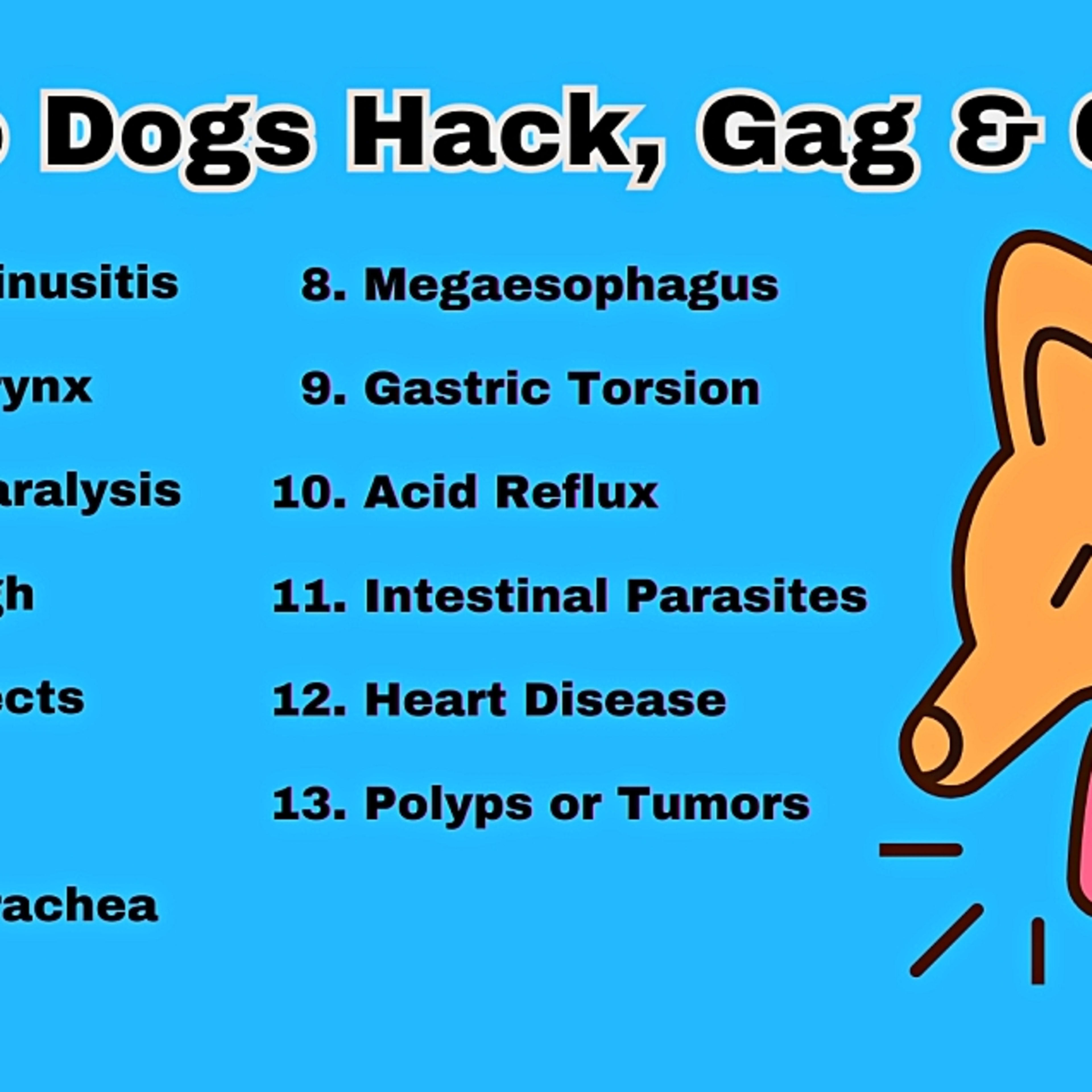 7 Common Reasons Why Your Dog Snores So Loud - PetHelpful