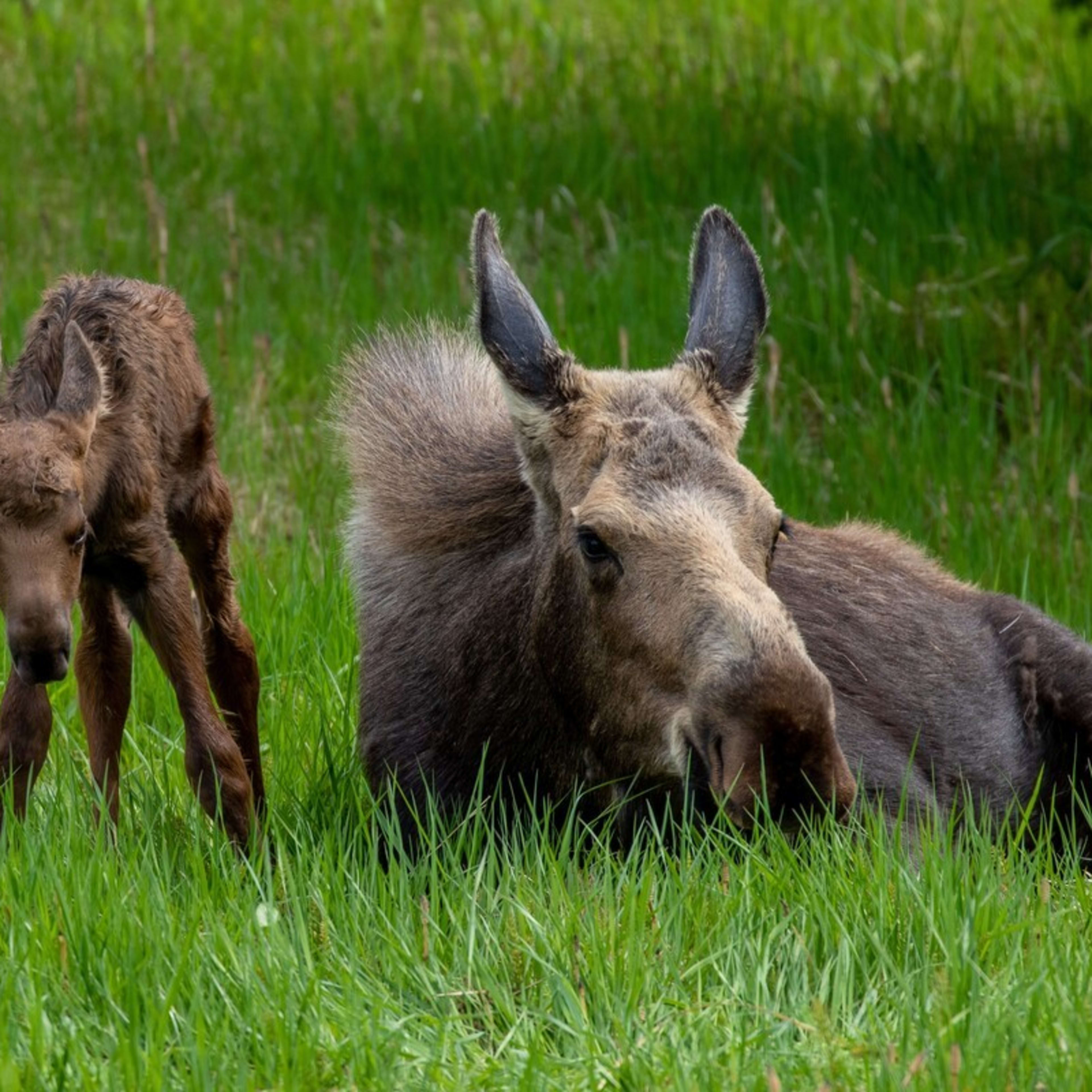 Mama Moose Splashing Around in the River With Her Baby Is Full of ...