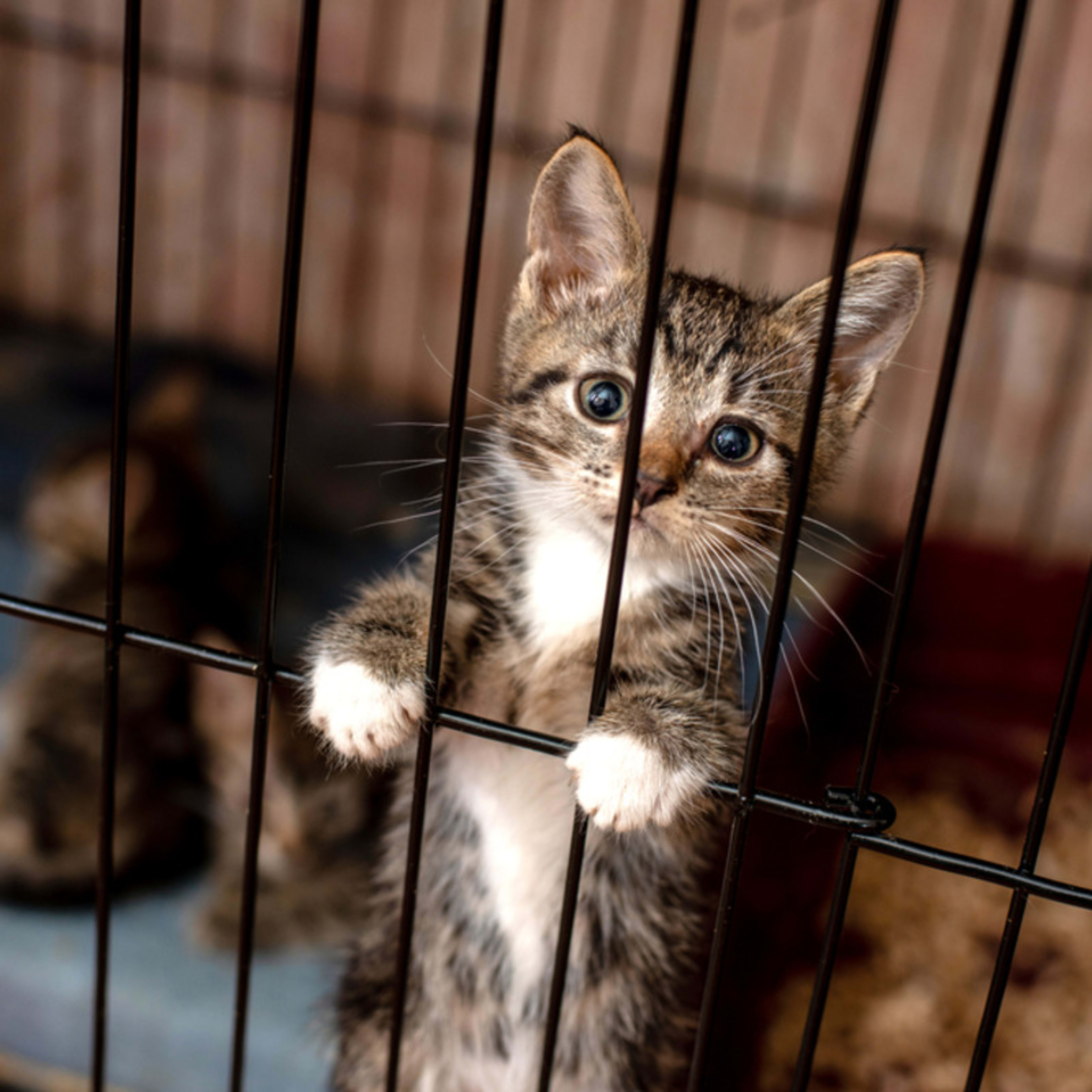 Feeling Down? Watch a Video of Adorable 'Cow Zoomies' for an Instant ...