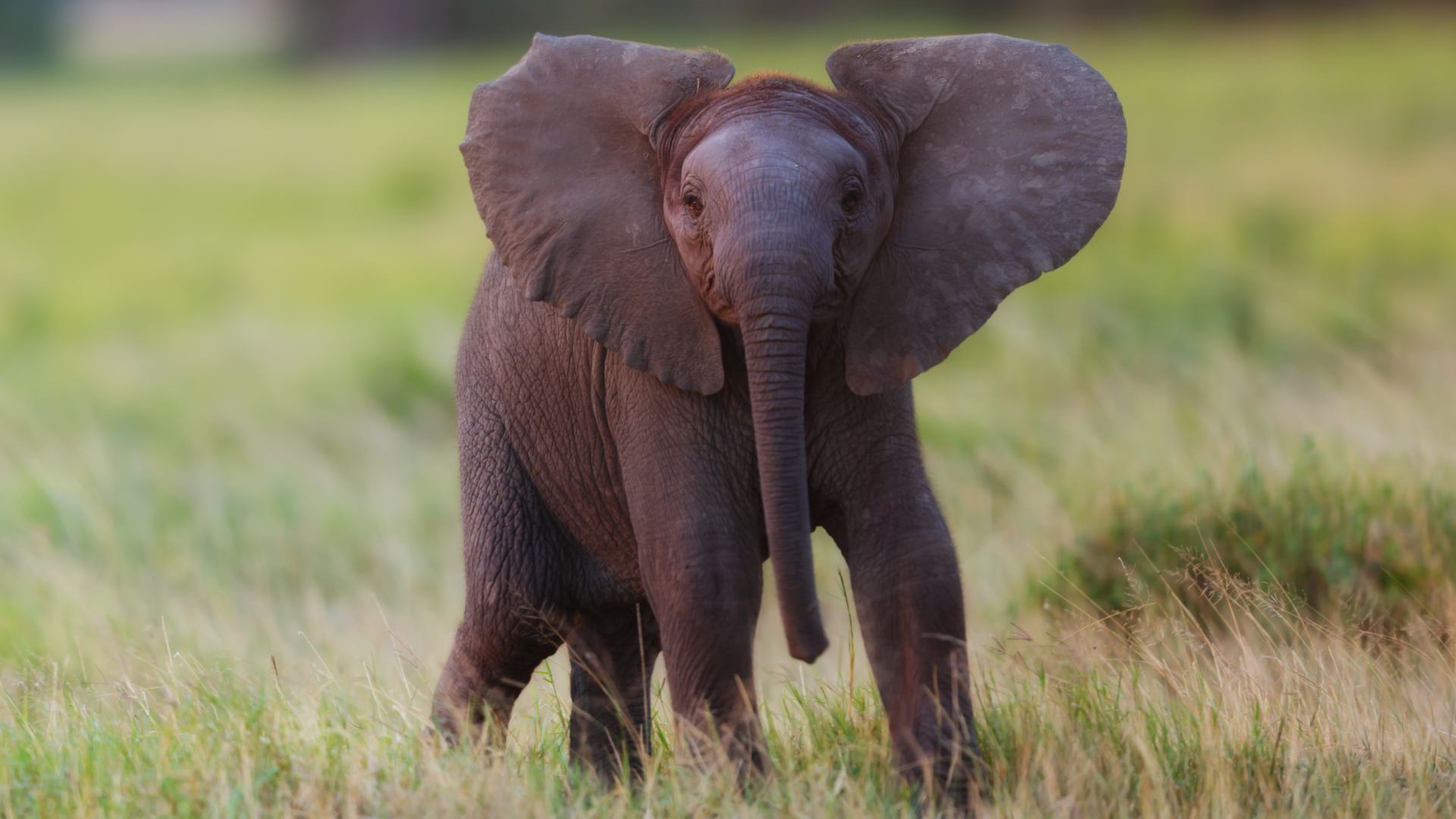 Wildlife Rescuers Shares the Adorable Way Mama Elephants Keep Their ...