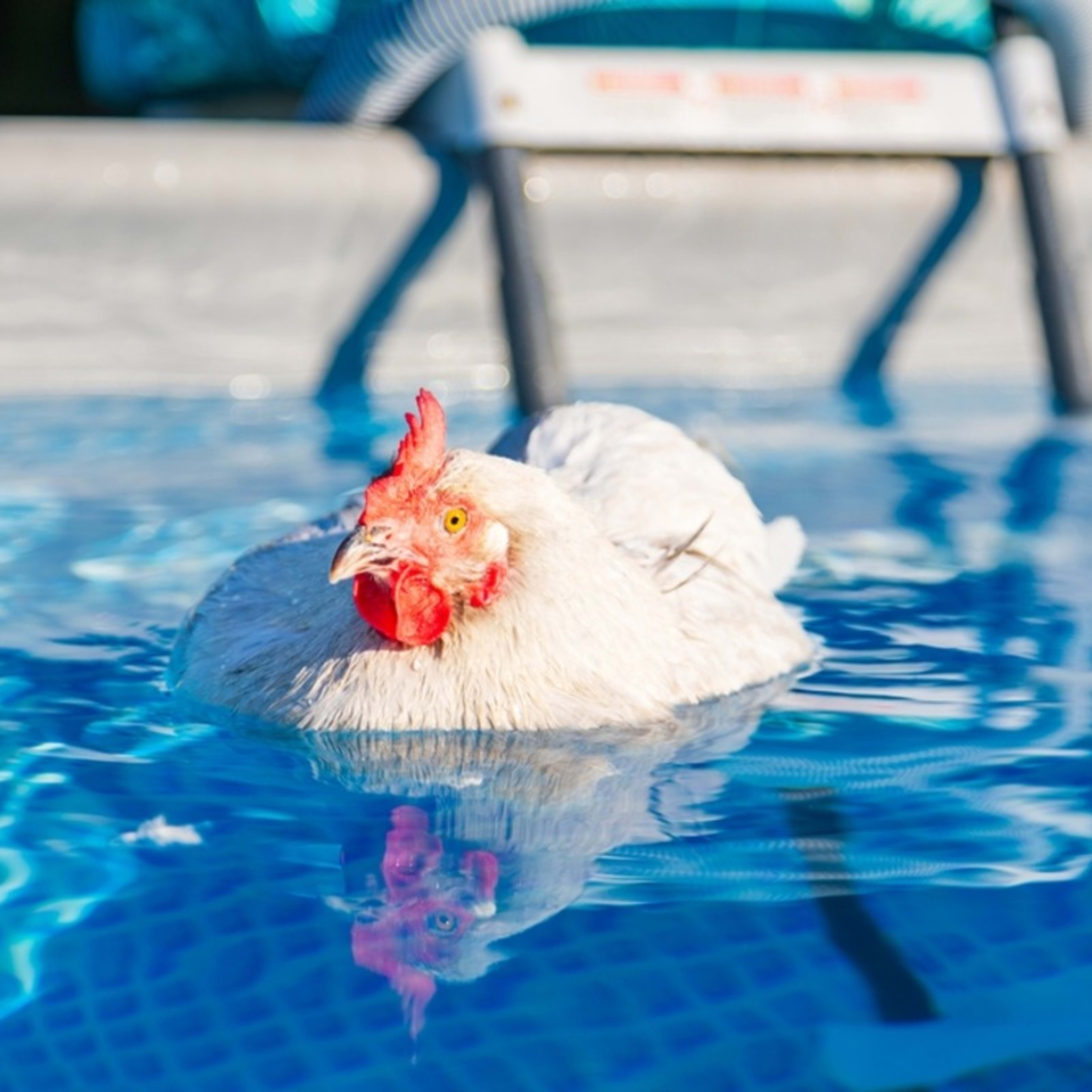 Friendship Between Little Boy and His Chicken Is Too Adorable - PetHelpful