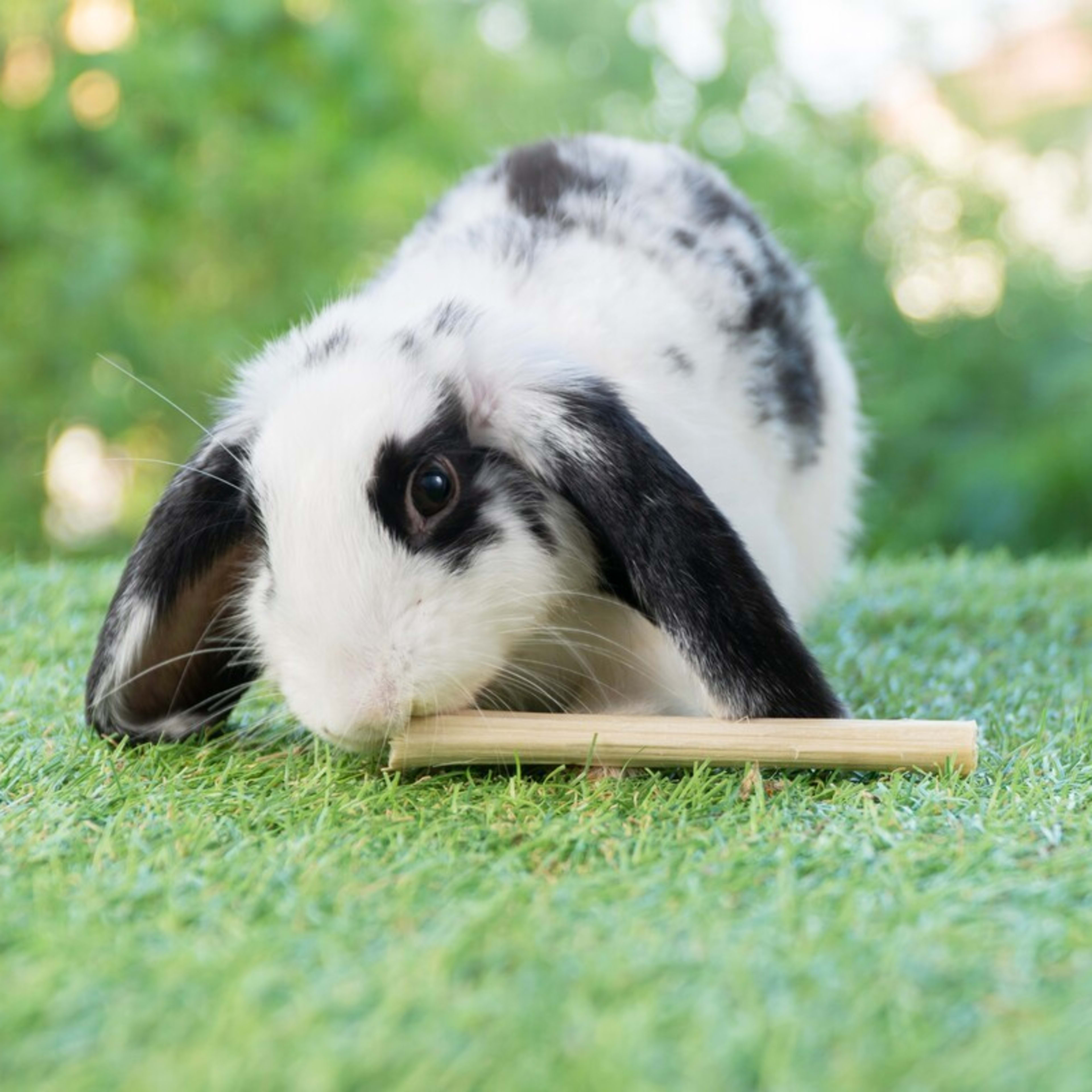 Precious Little Bunny Baby Dutifully Following His Mama Around the Yard ...
