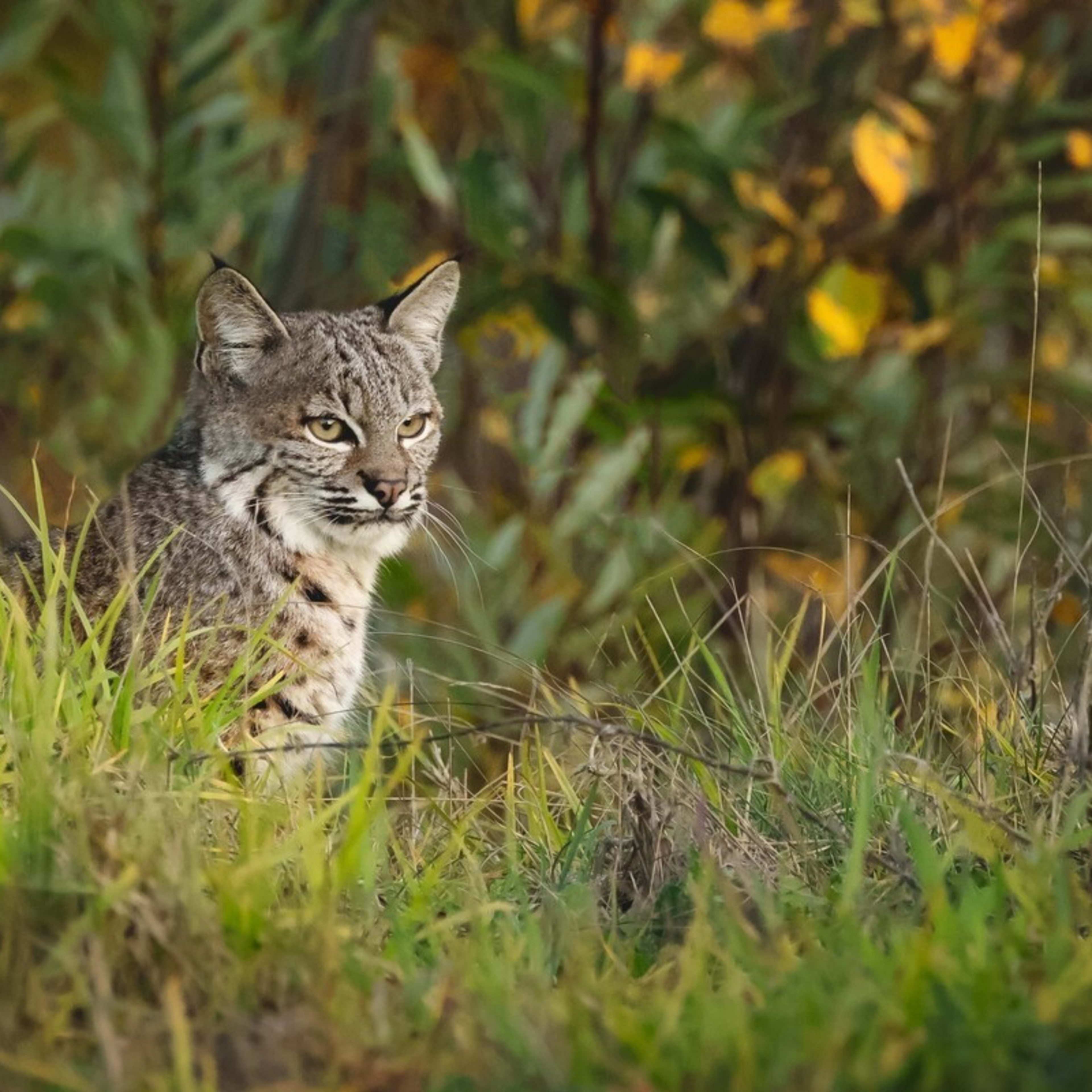 Adorable Baby Bobcats Sitting on Backyard Fence Like They Own the Place ...
