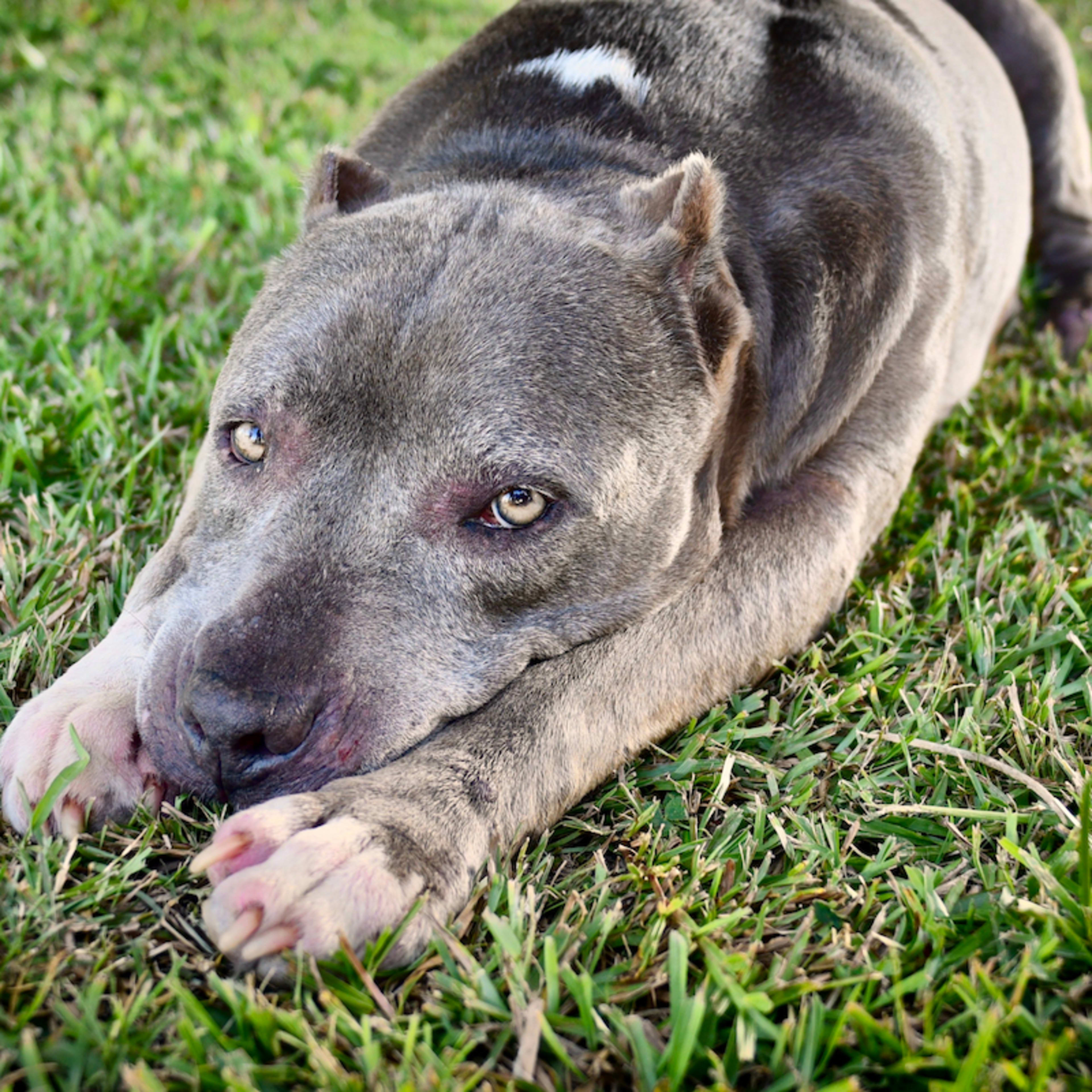 Loving Rescue Pit Bull Can't Stop Smiling When He Finally Comes Home ...