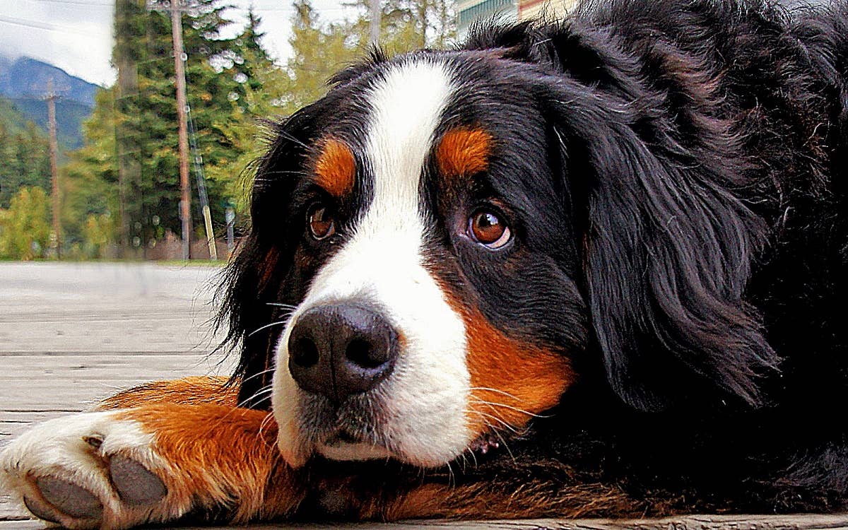 Bernese Mountain Dog Is Overflowing With Love for His Mama During ...