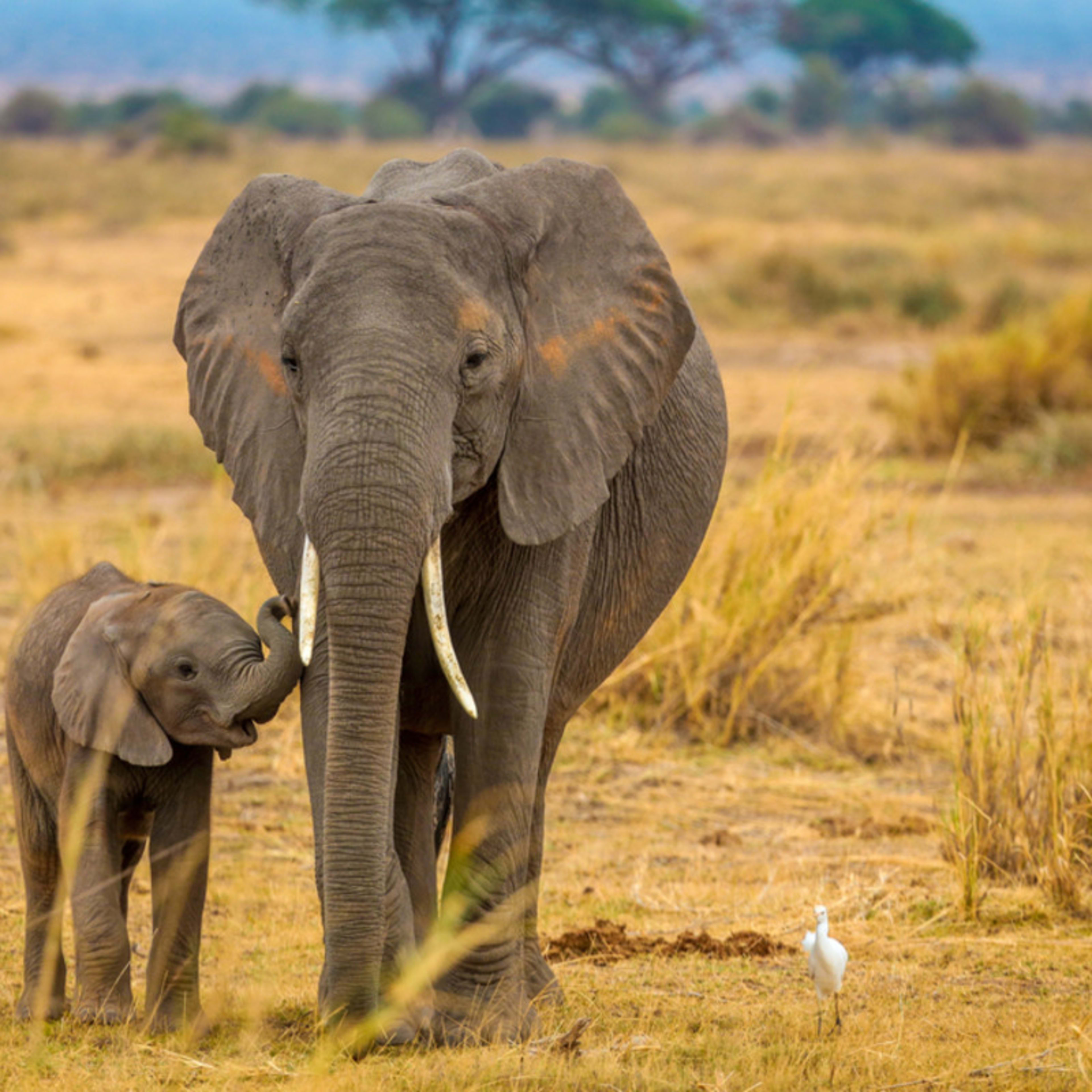 Baby Elephant Trying to Hug His Caretaker Is Absolutely Too Cute to ...
