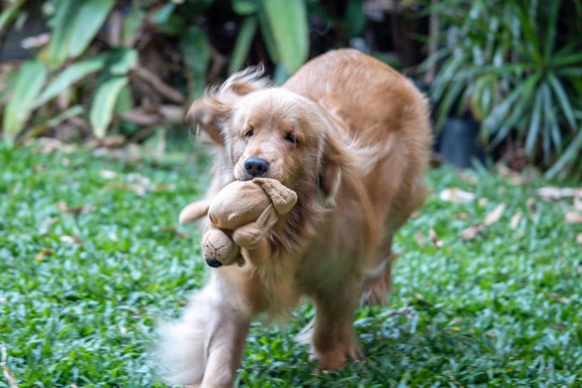 Golden Retriever Admiring His Stuffies Is Almost Too Cute to Handle ...