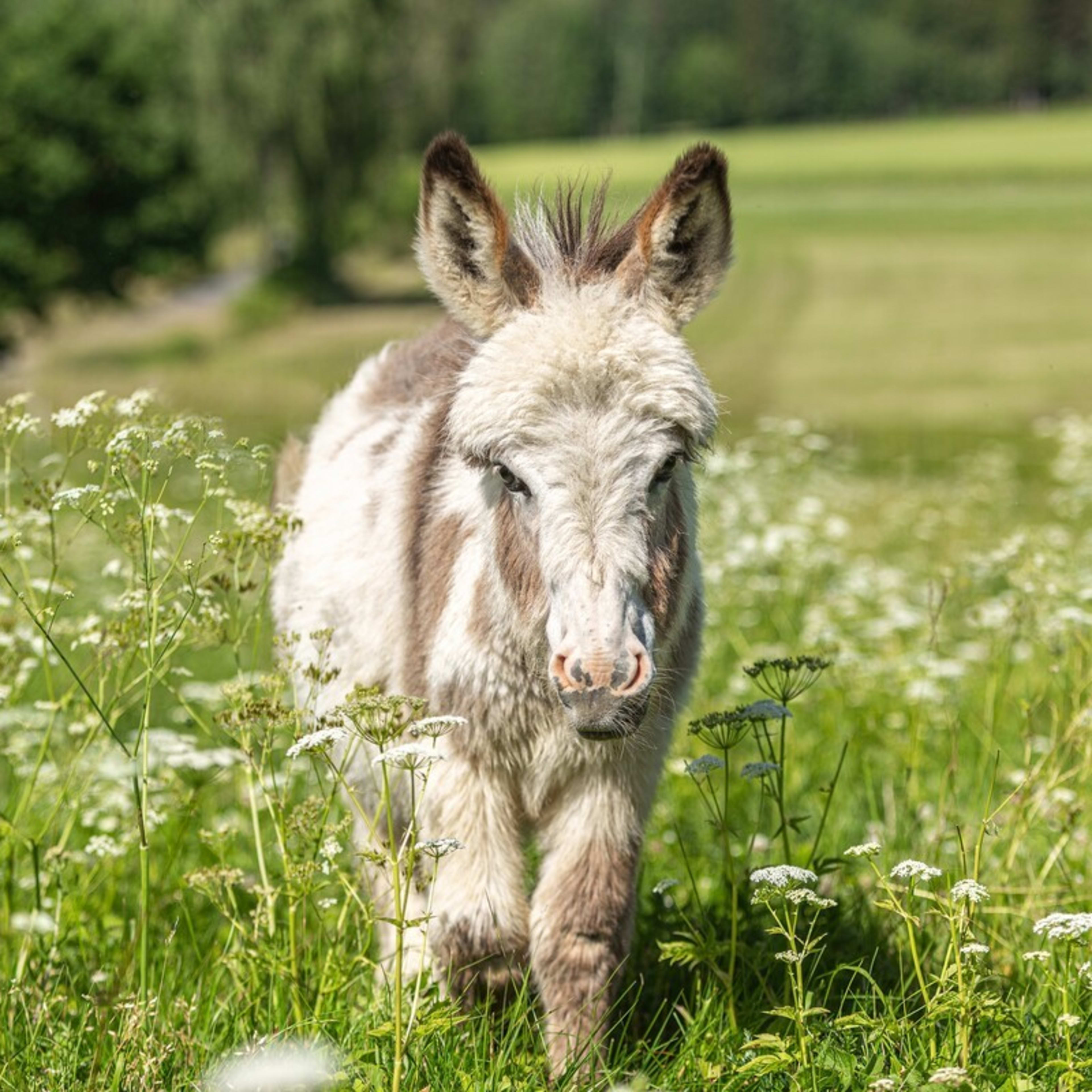 Baby Donkey’s Zoomies Around the Yard Are the Purest Joy We’ve Ever ...