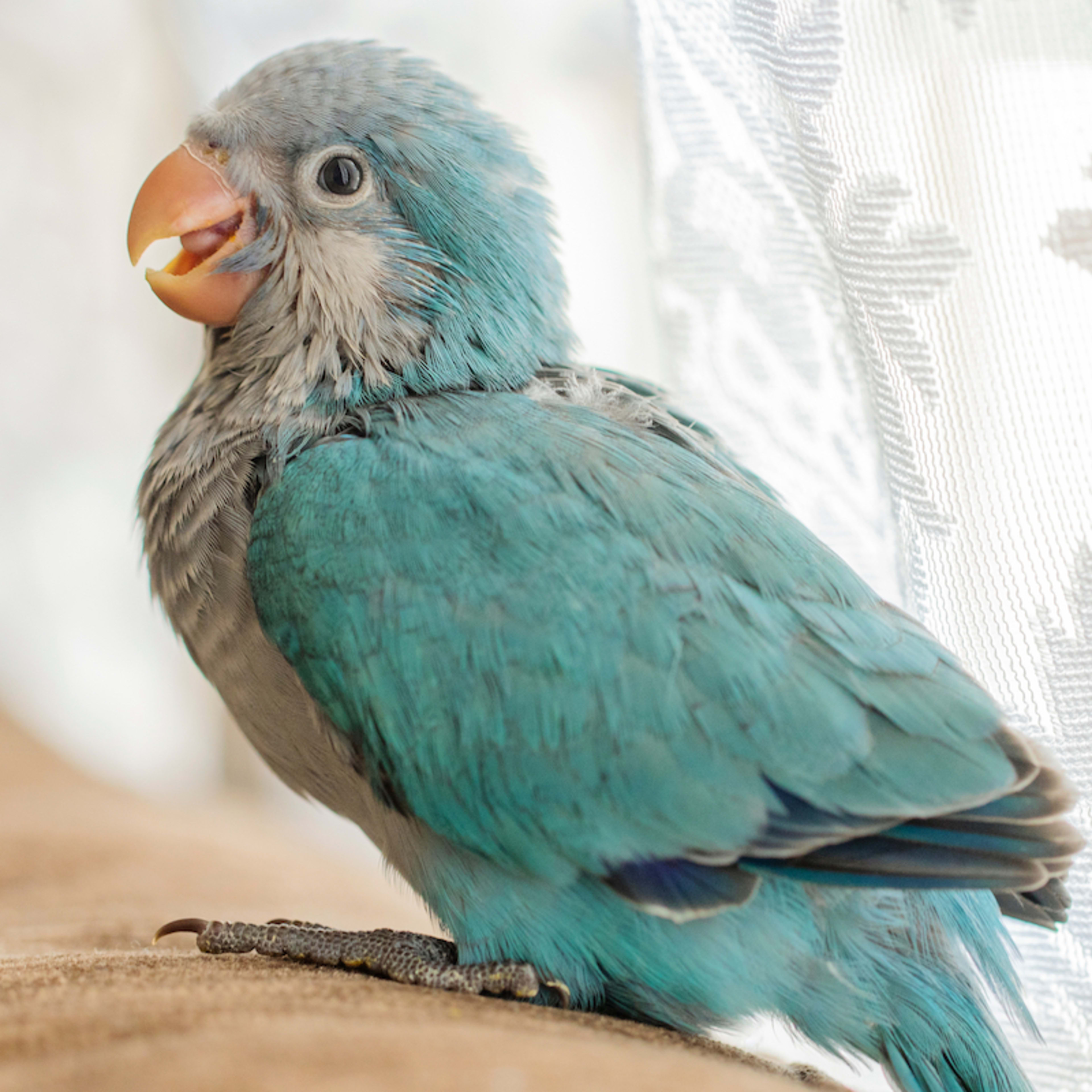 Quaker Parrot’s Morning Routine Is the Cutest Way to Get Things Done ...
