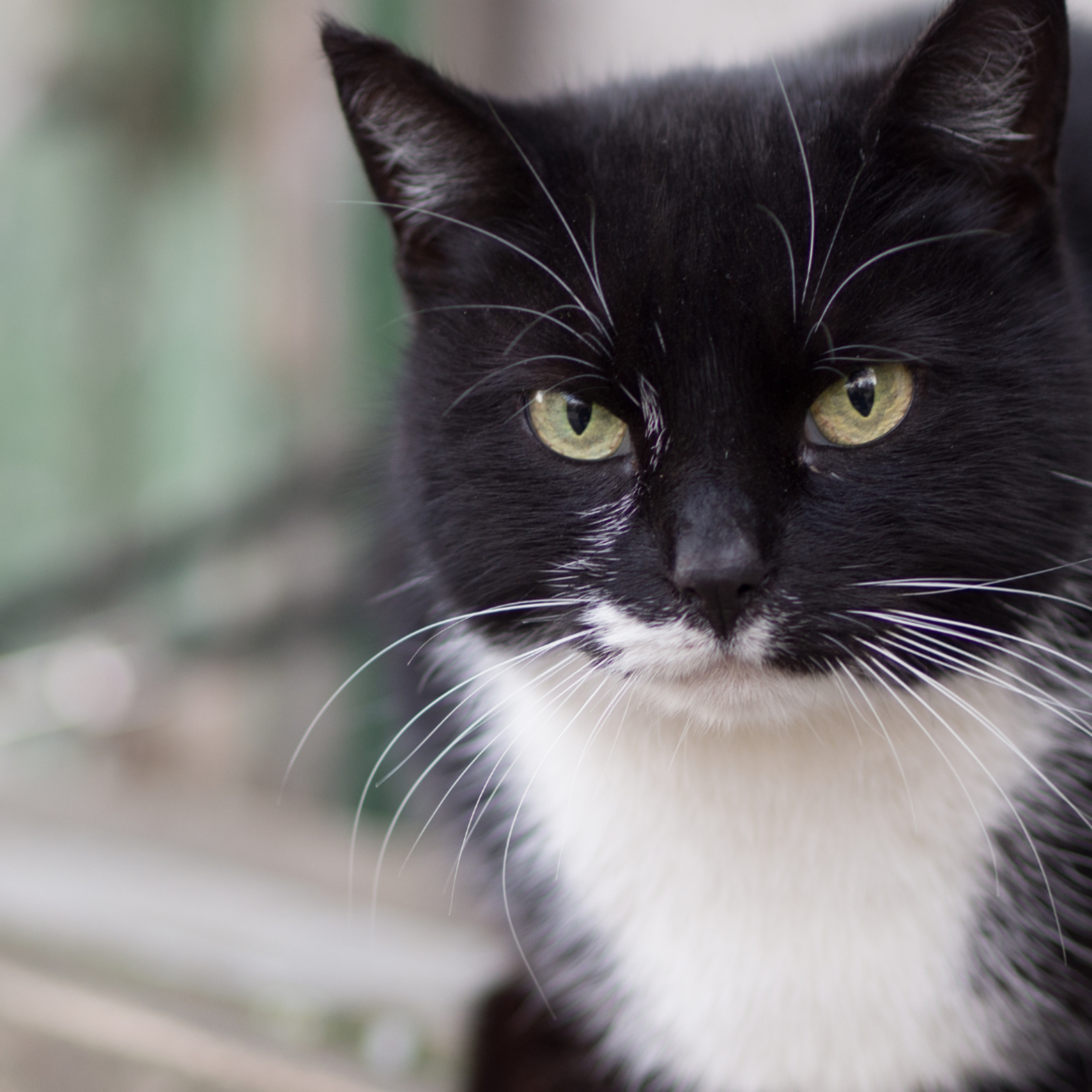 Feeling Down? Watch a Video of Adorable 'Cow Zoomies' for an Instant ...