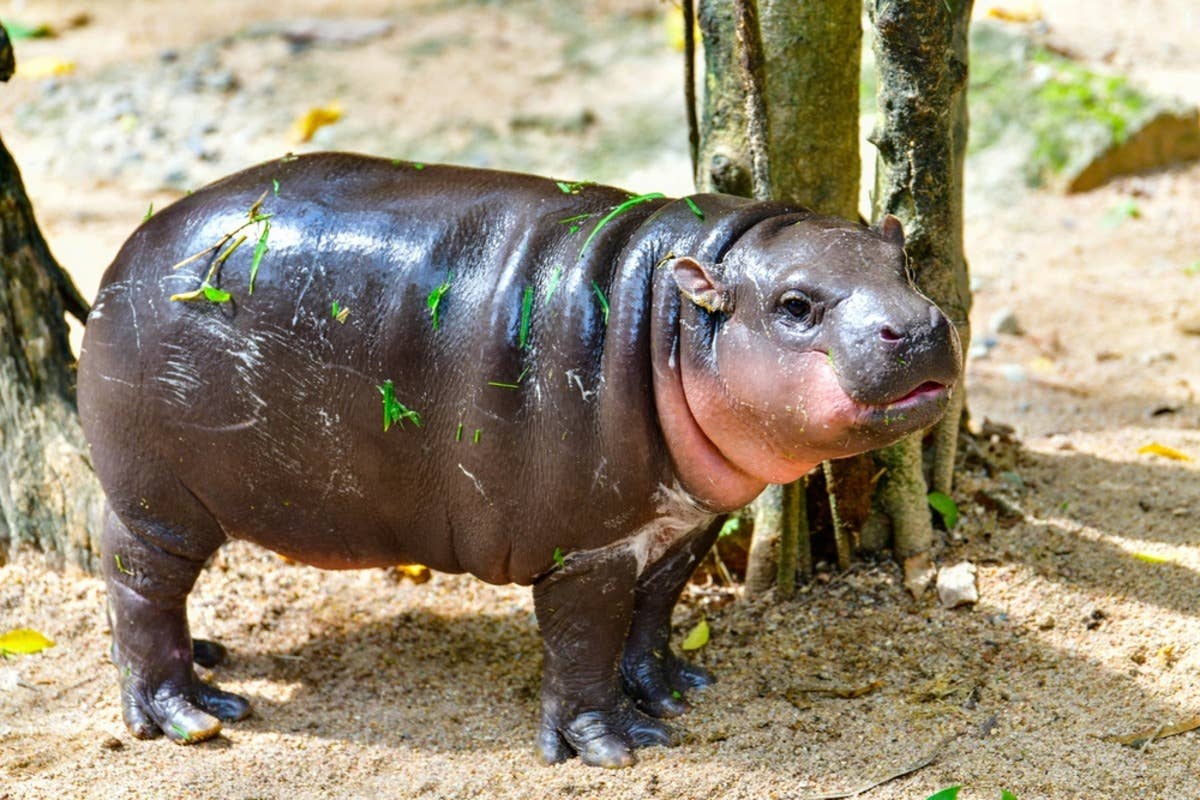 Baby Rhino's Happy Hops Are the Cutest Thing You'll See Today - PetHelpful
