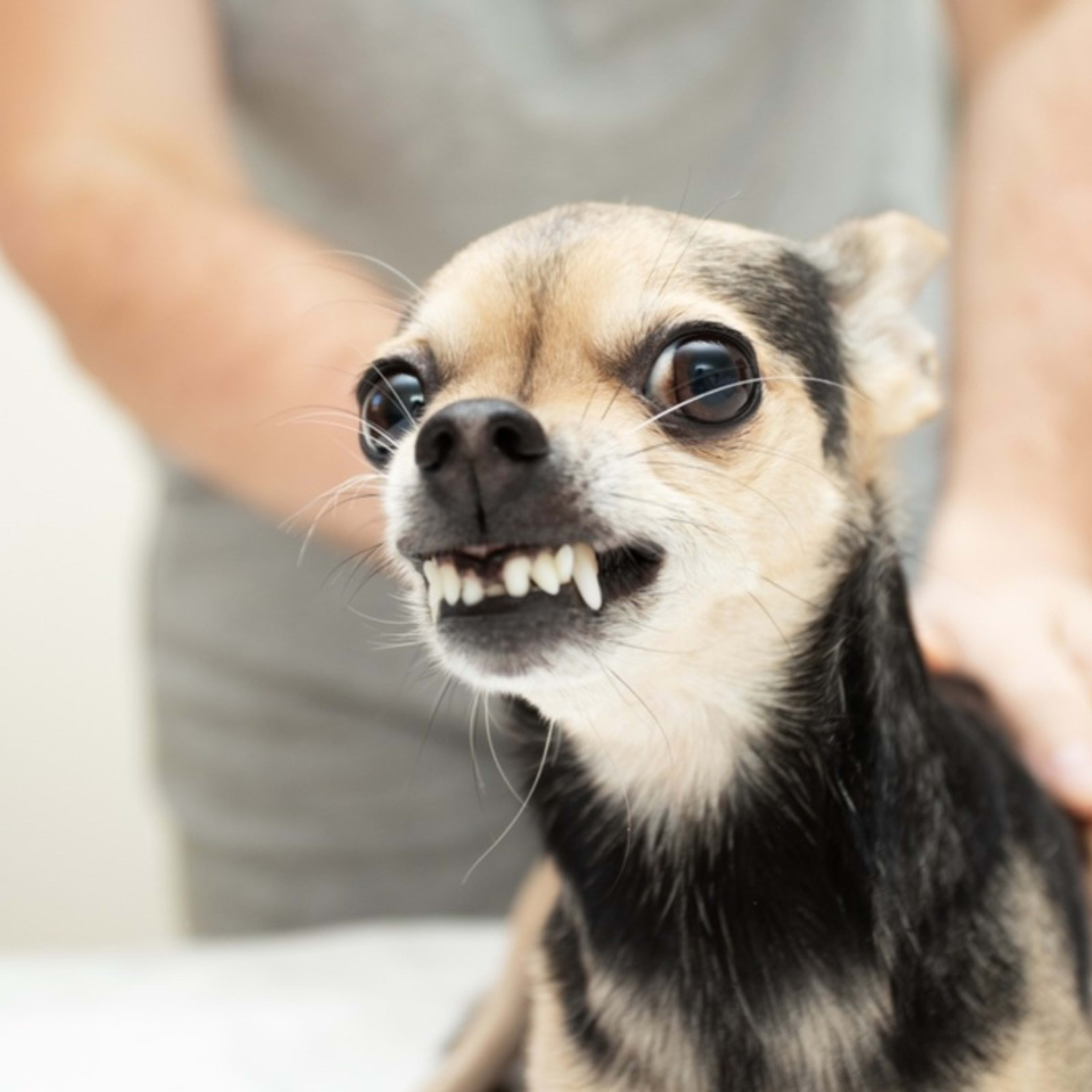 Snoozy and Adorable Chihuahua Is a Whole Mood - PetHelpful