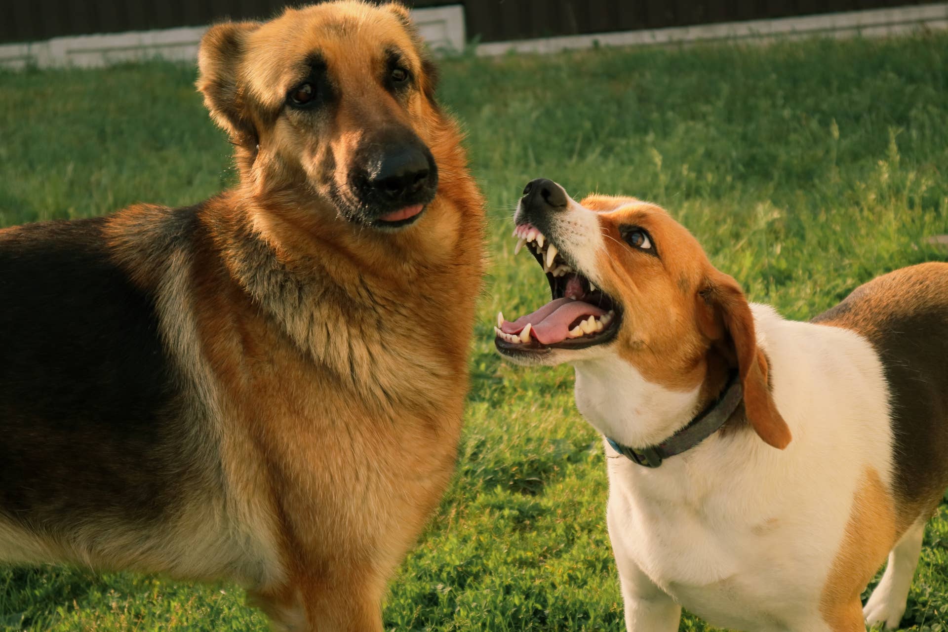 Dog Trainer Explains Why ‘Stay’ Builds More Than Obedience - PetHelpful