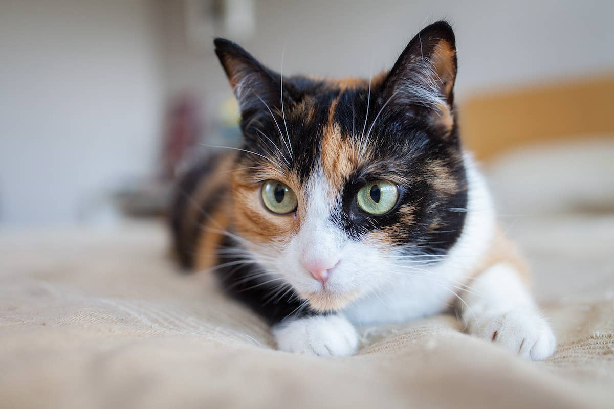 Calico Cat Gives Baby Monitor the Biggest Stink Eye After It Invades ...