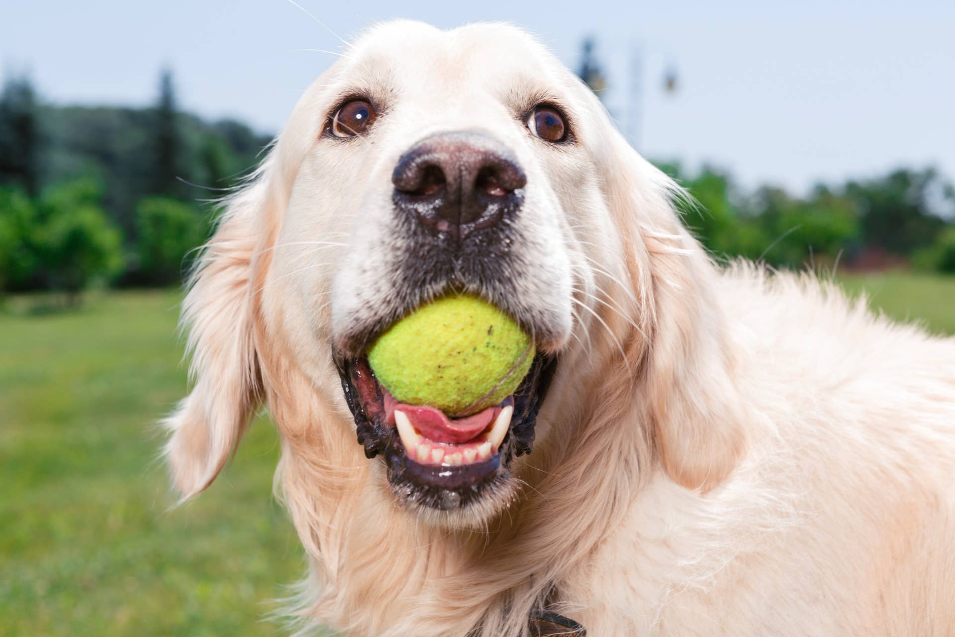 Mom Makes Golden’s Favorite Tennis Ball Into a Work of Art and ...