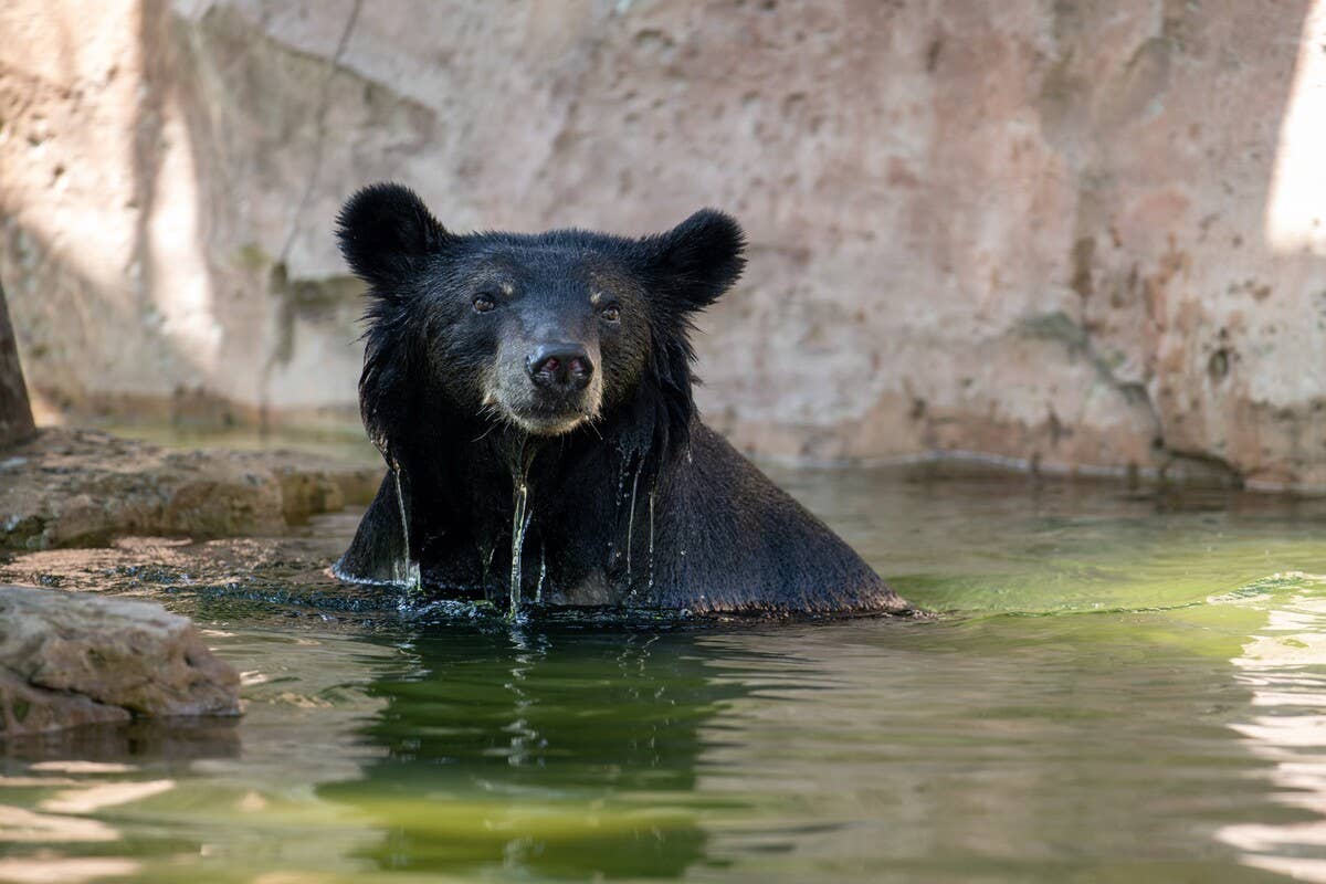 Massive Black Bear Performs the Ultimate ‘Snack Heist’ After Emerging ...