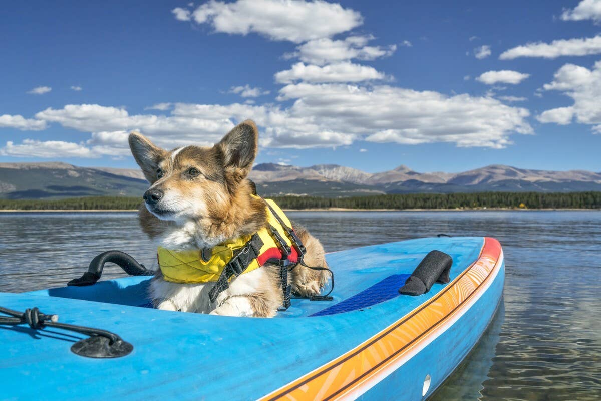 Fluffy Corgi’s Epic Trail Run Was the Most Majestic Nature Adventure ...