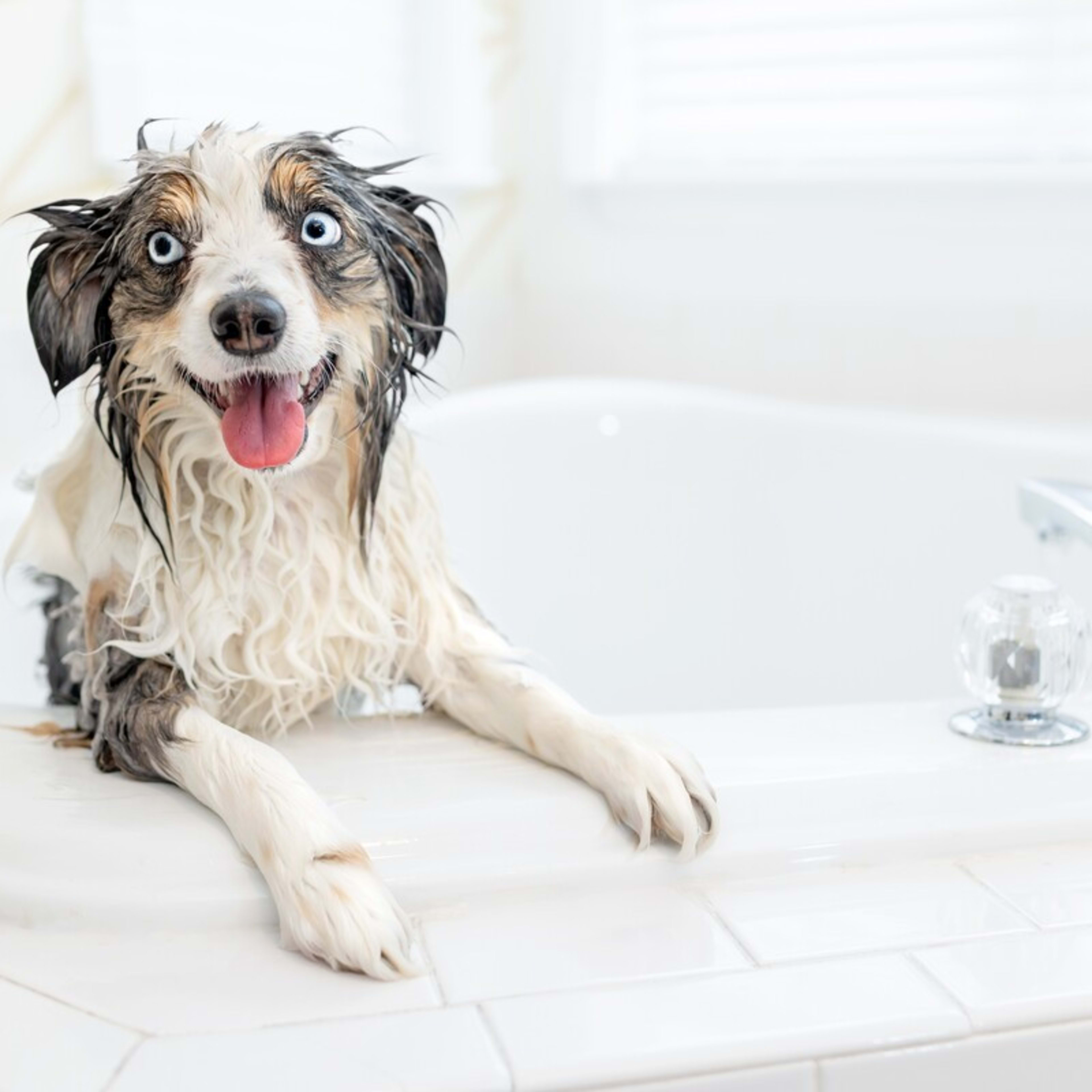Australian Shepherd Puppies Discovering the ‘Big Kid Play Yard’ Are ...