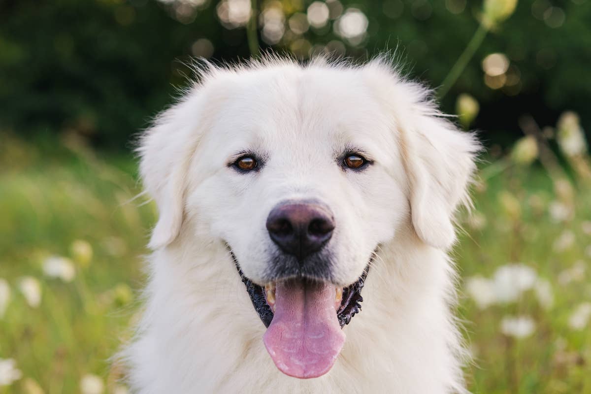 Runt-of-the-Litter Foster Kitten's Priceless Bond With Great Pyrenees ...