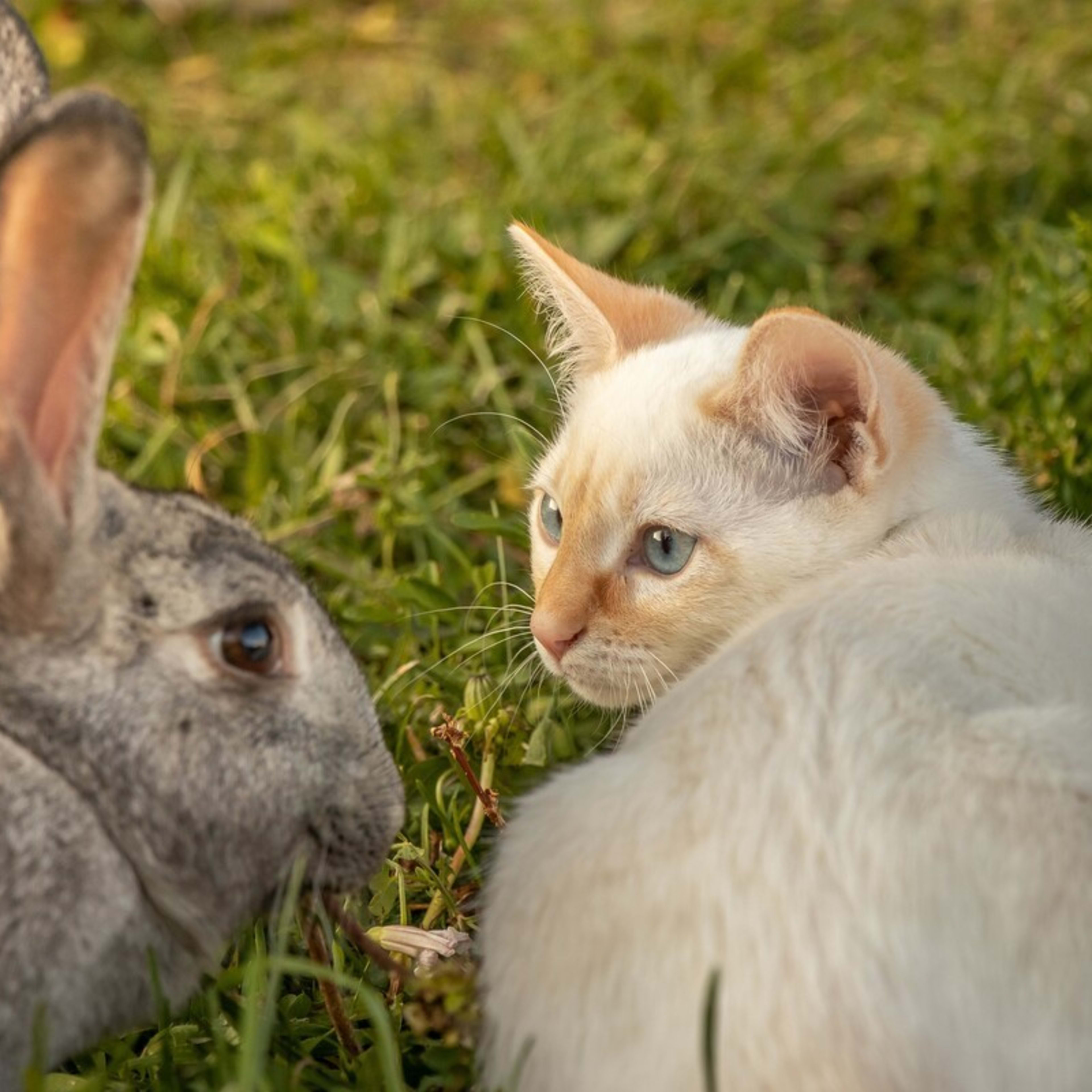 Massive 'Free-Roaming' Rabbit Lives the Sweetest, Best Life With His ...