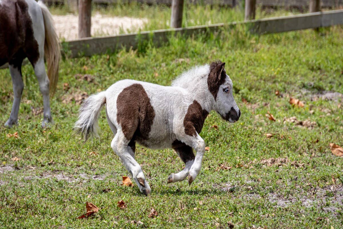 Beautiful Miniature Horses