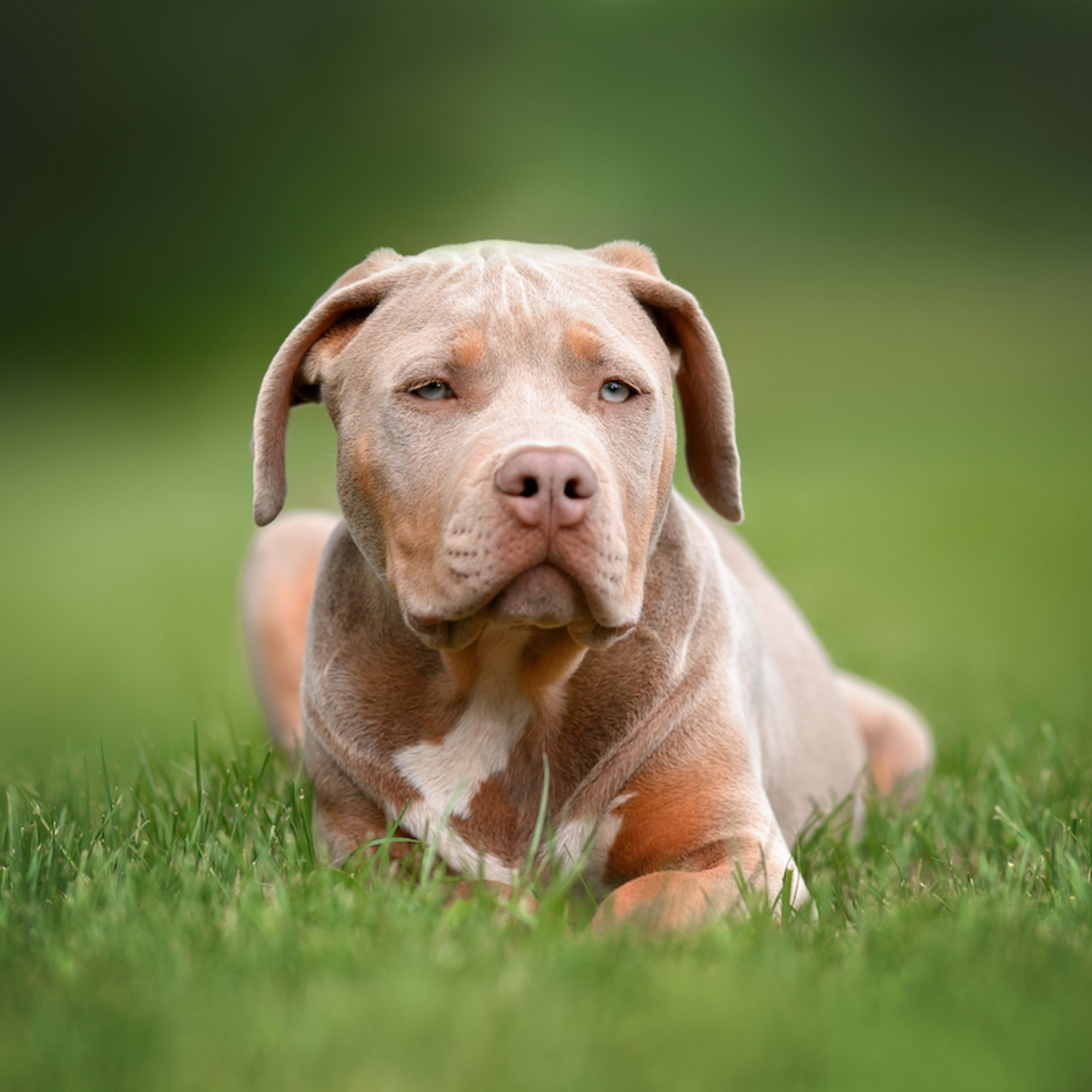 Bully Mix ‘Wrecking Ball’ Looking for a Forever Home Is the Perfect ...