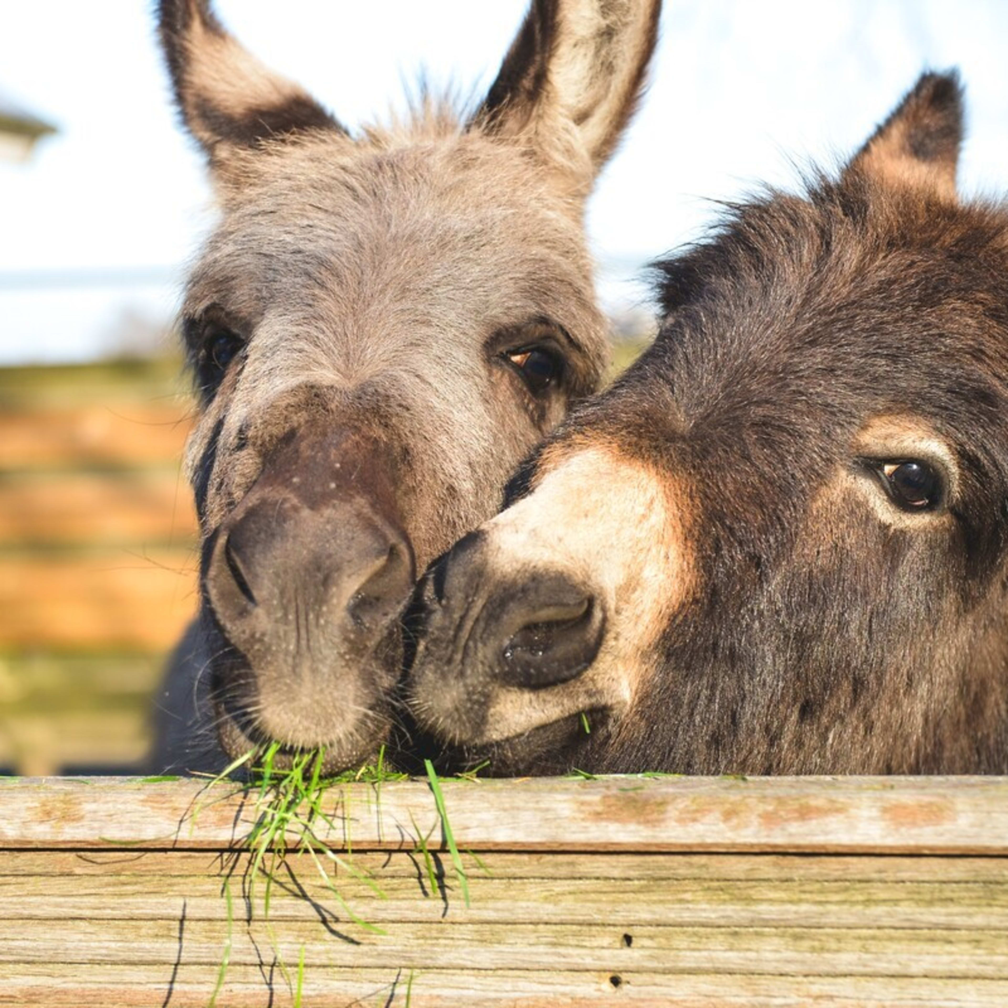 Baby Mini Donkey Is Brand New to the World and Already Stealing Our ...