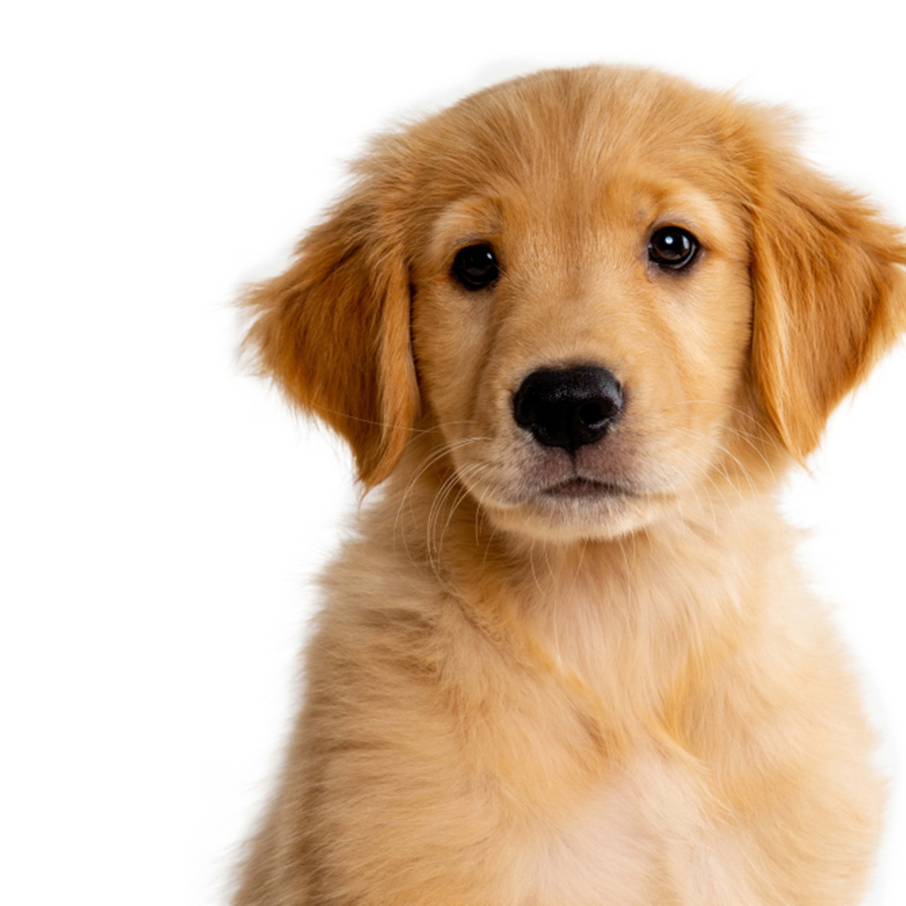 Golden Retriever Puppy Gets Sweetest Smooches From Cow Friends - PetHelpful