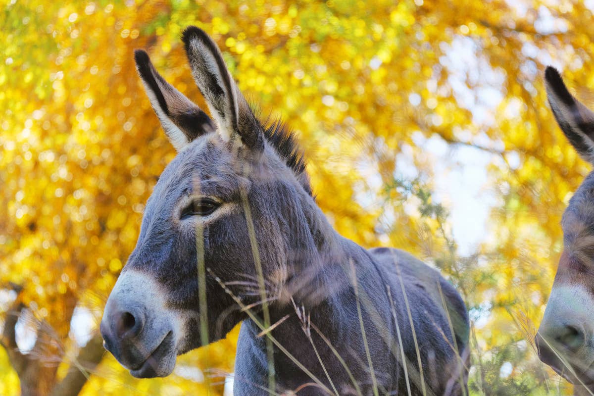 Baby Mini Donkey Sweetly Befriends Horse in Cute Video - PetHelpful